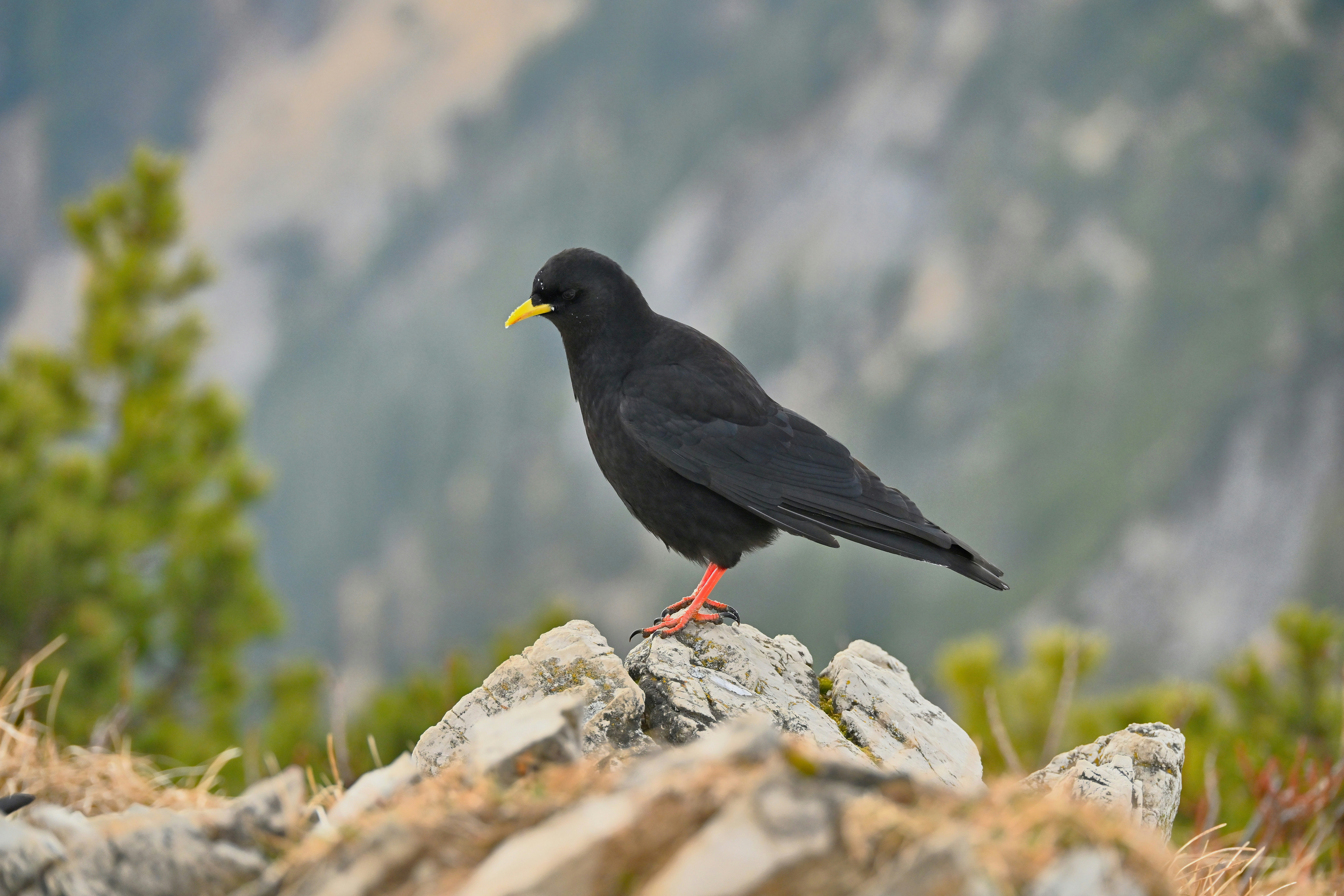 On the Edge: A Black Grouse Stands Guard on Craggy Perch