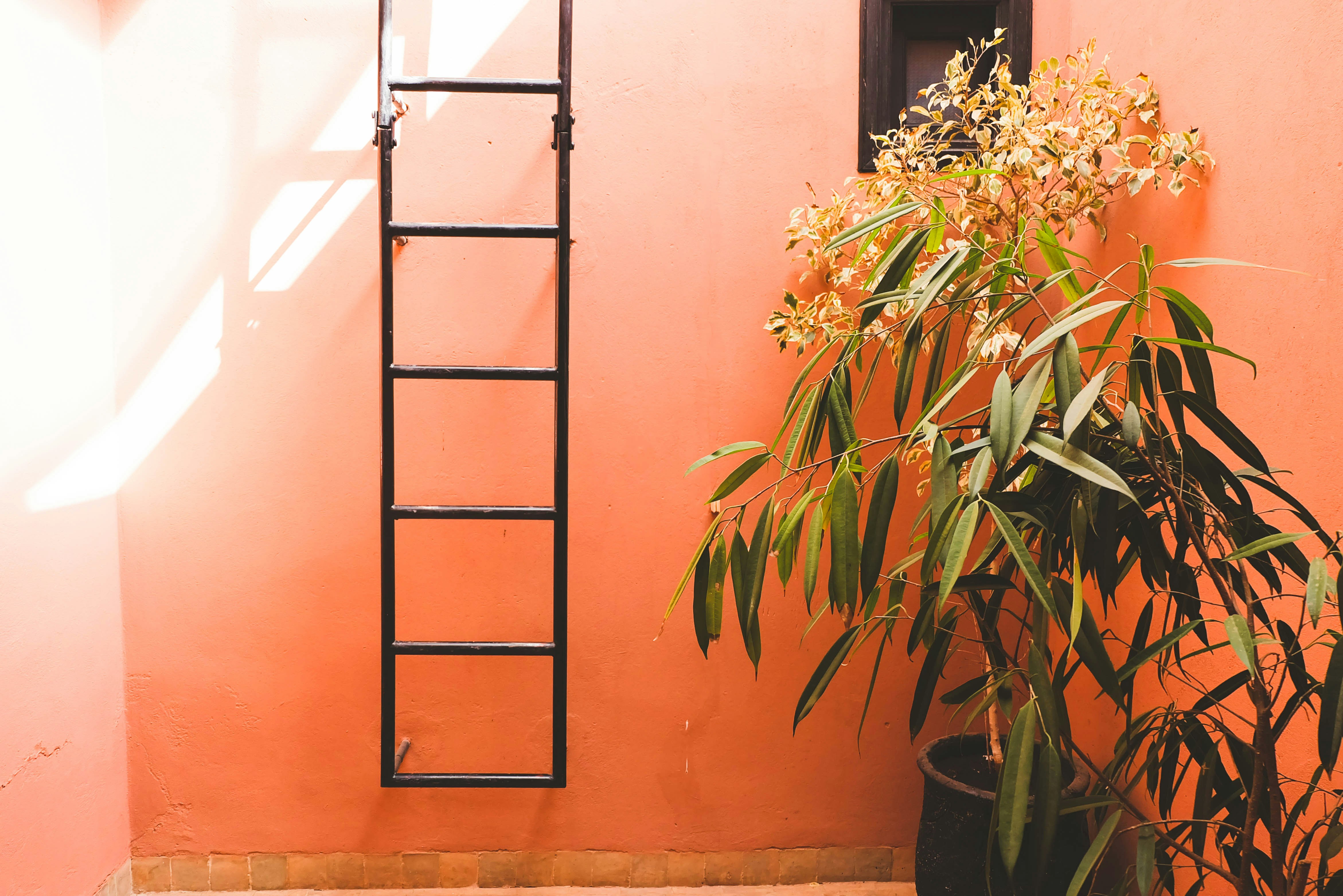 Sunlit Terrace with Ladder and Foliage Against Coral Wall
