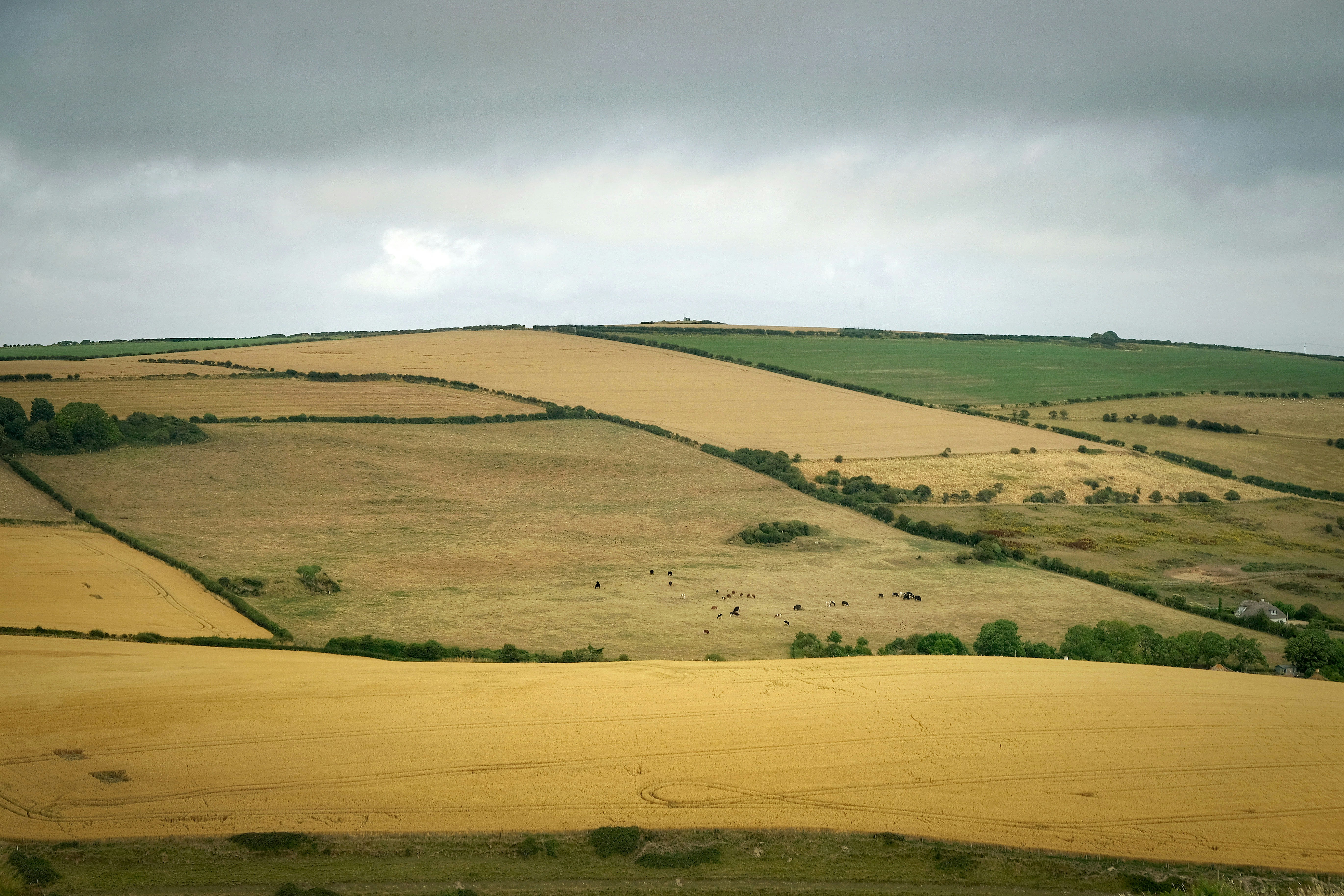 Golden Patchwork Hills Under a Moody Sky