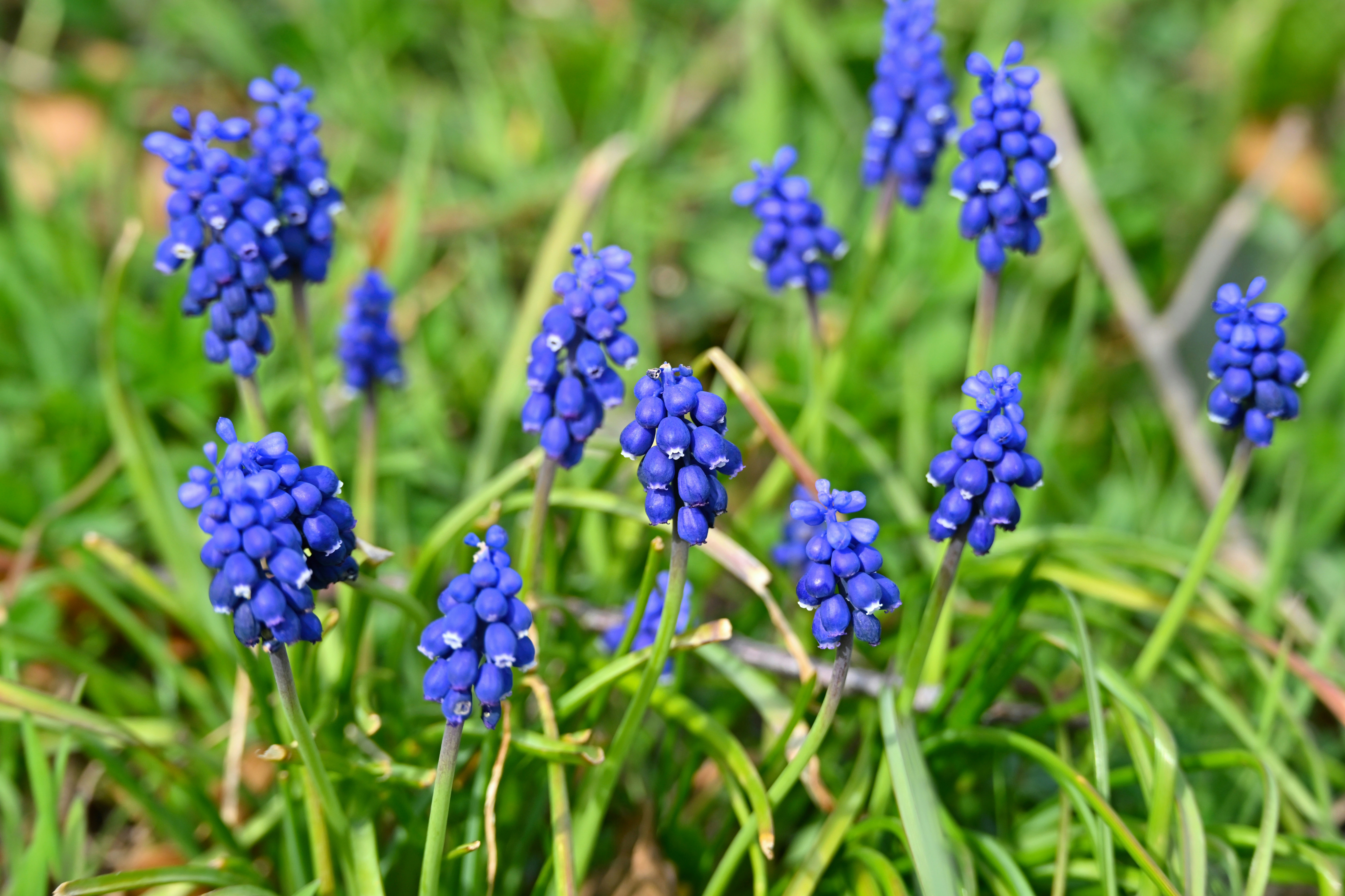 Bluebell Close-Up: A Meadow of Velvet Indigo Heads