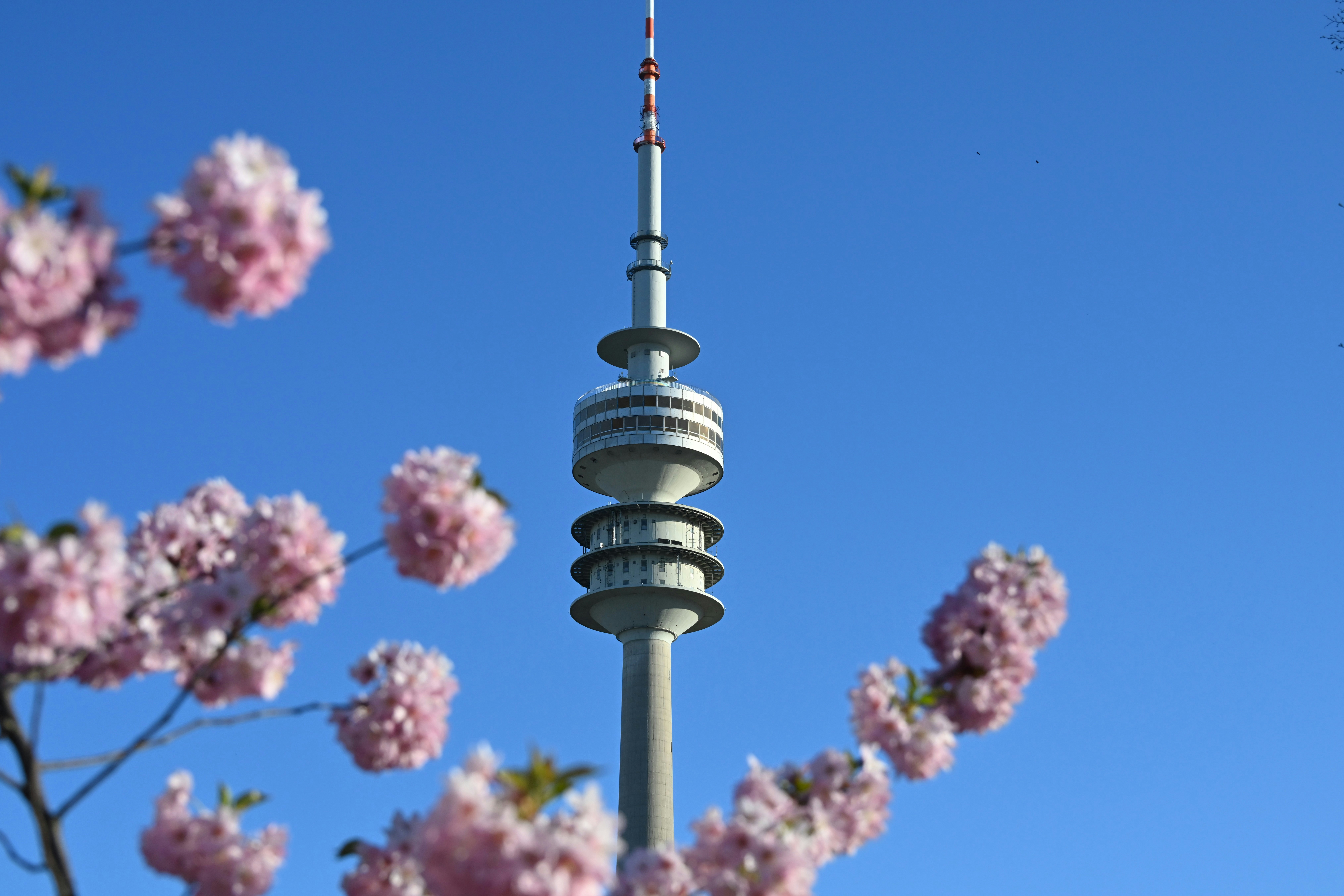 Sapphire Sky and a City Spire Framing Spring Blooms
