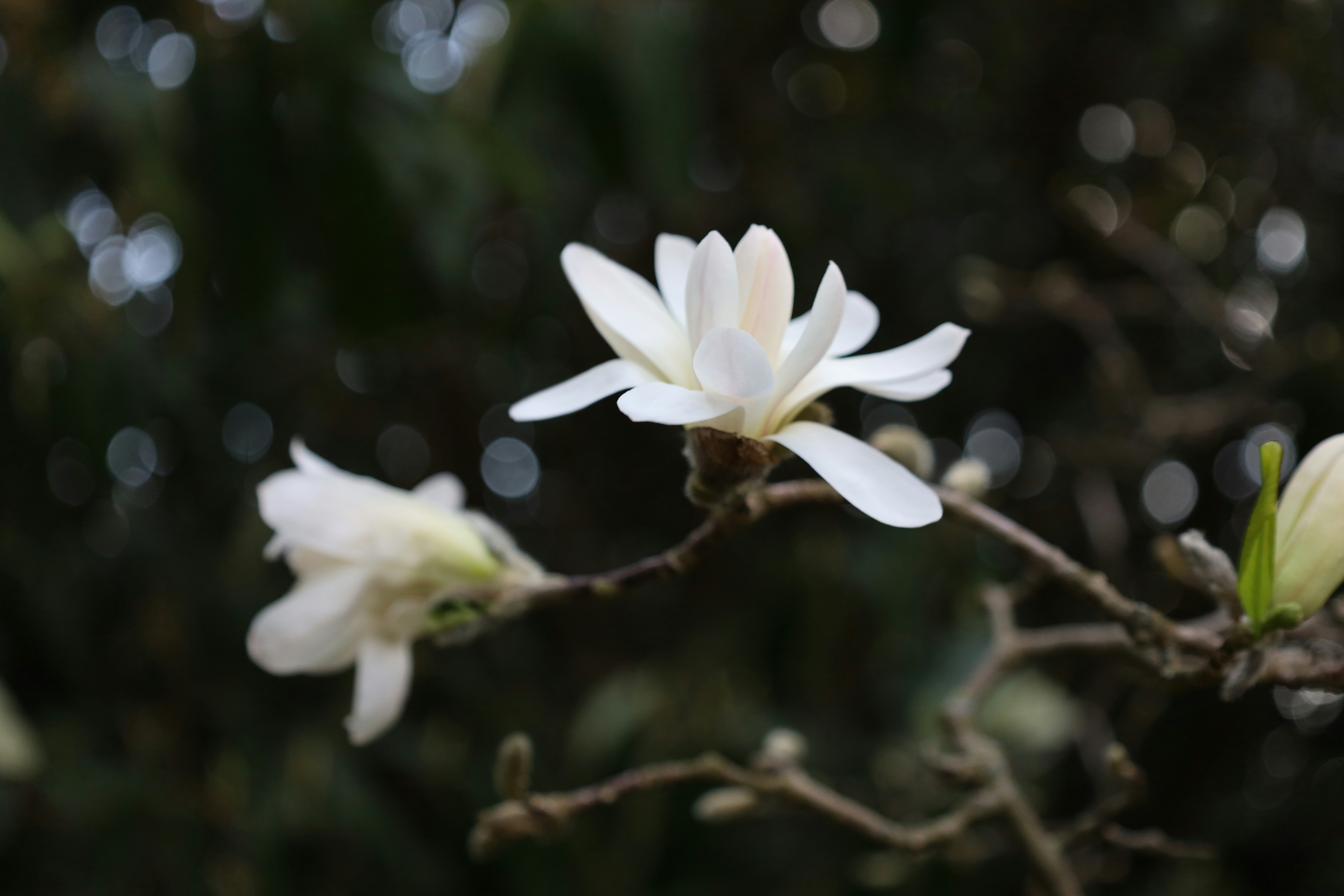 White Magnolia in Soft Focus: A Delicate Bloom on a Gnarled Branch