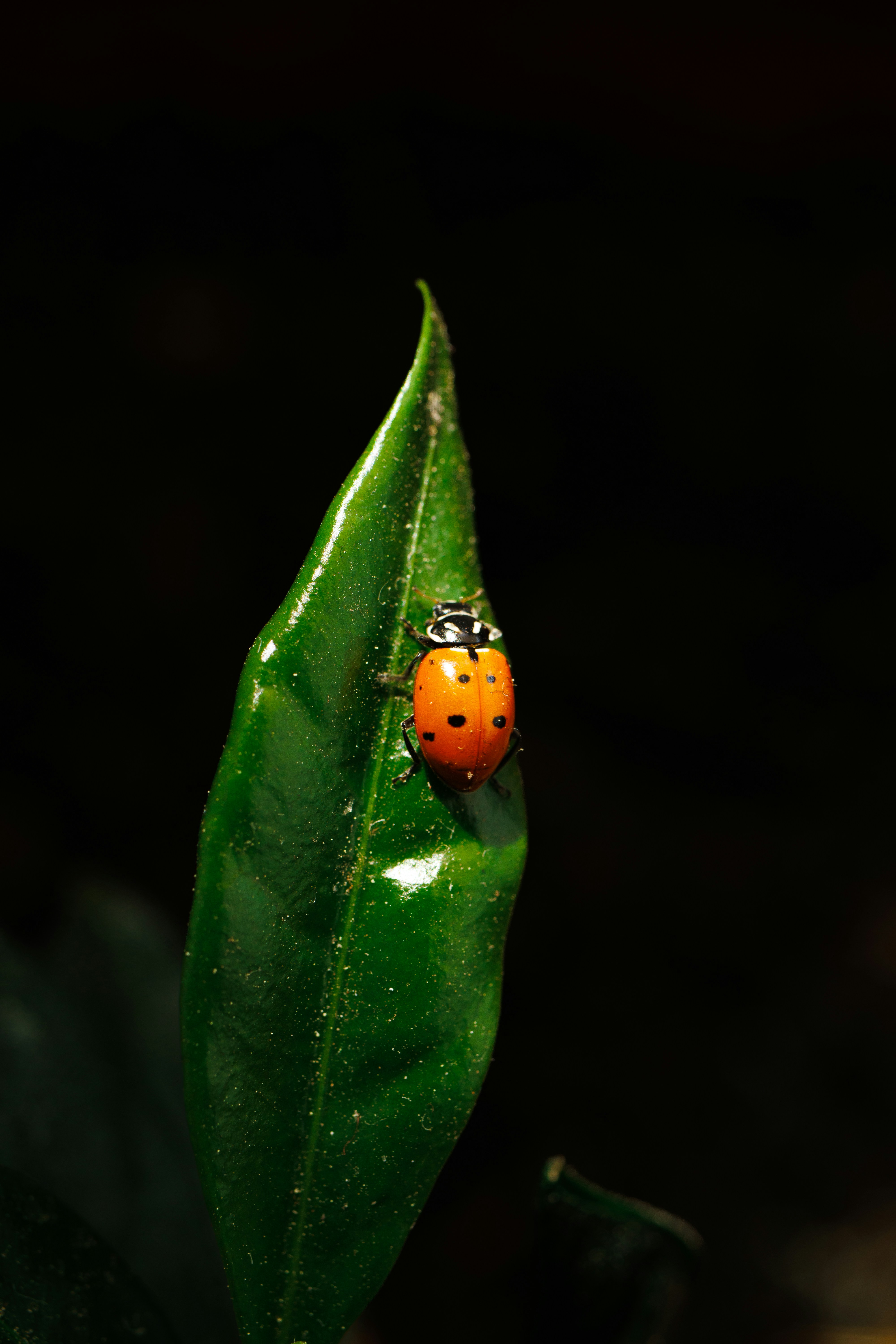 Close-Up of a Orange Ladybug on a Glossy Green Leaf