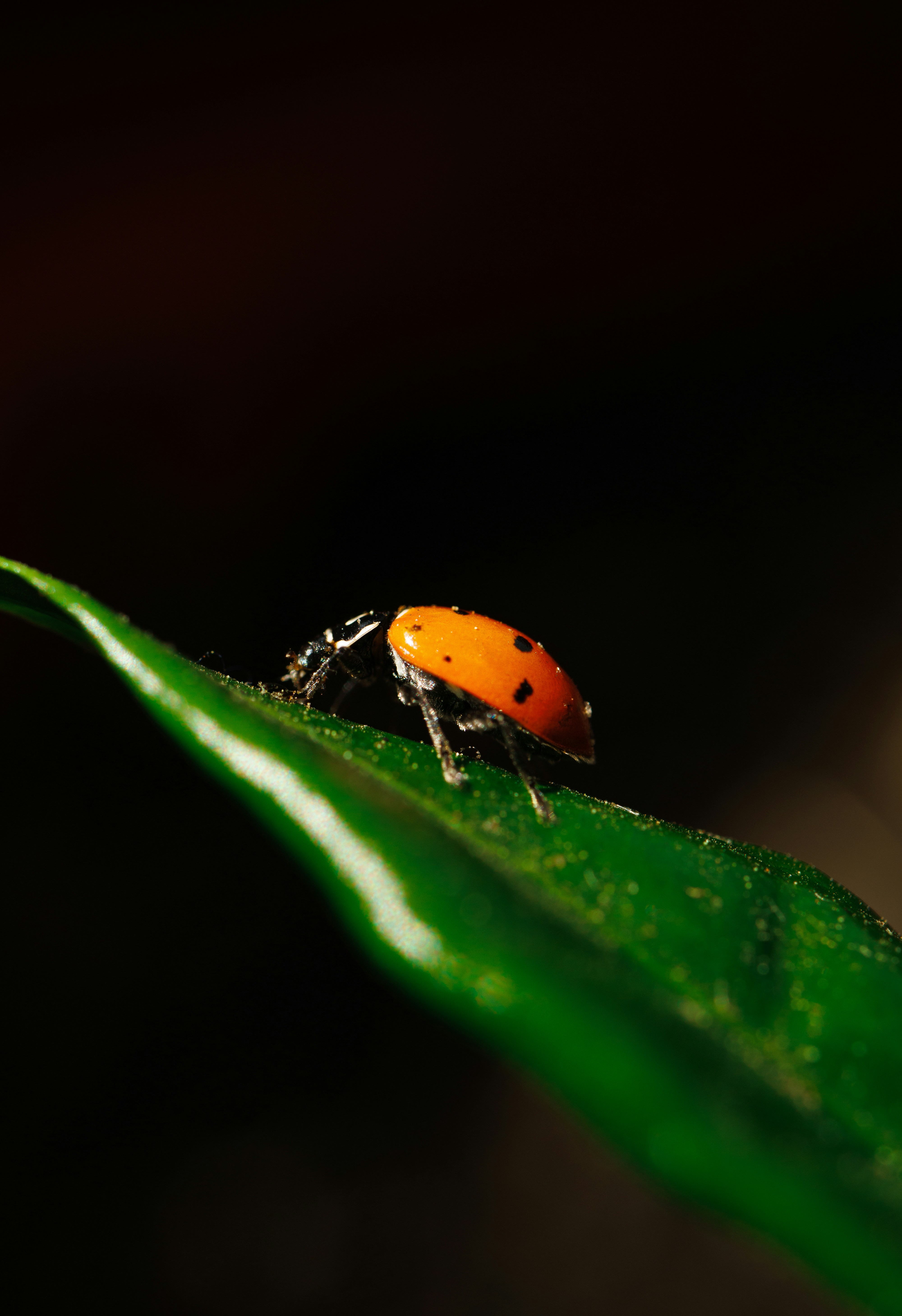 Crimson Visitor on a Leaf Ridge