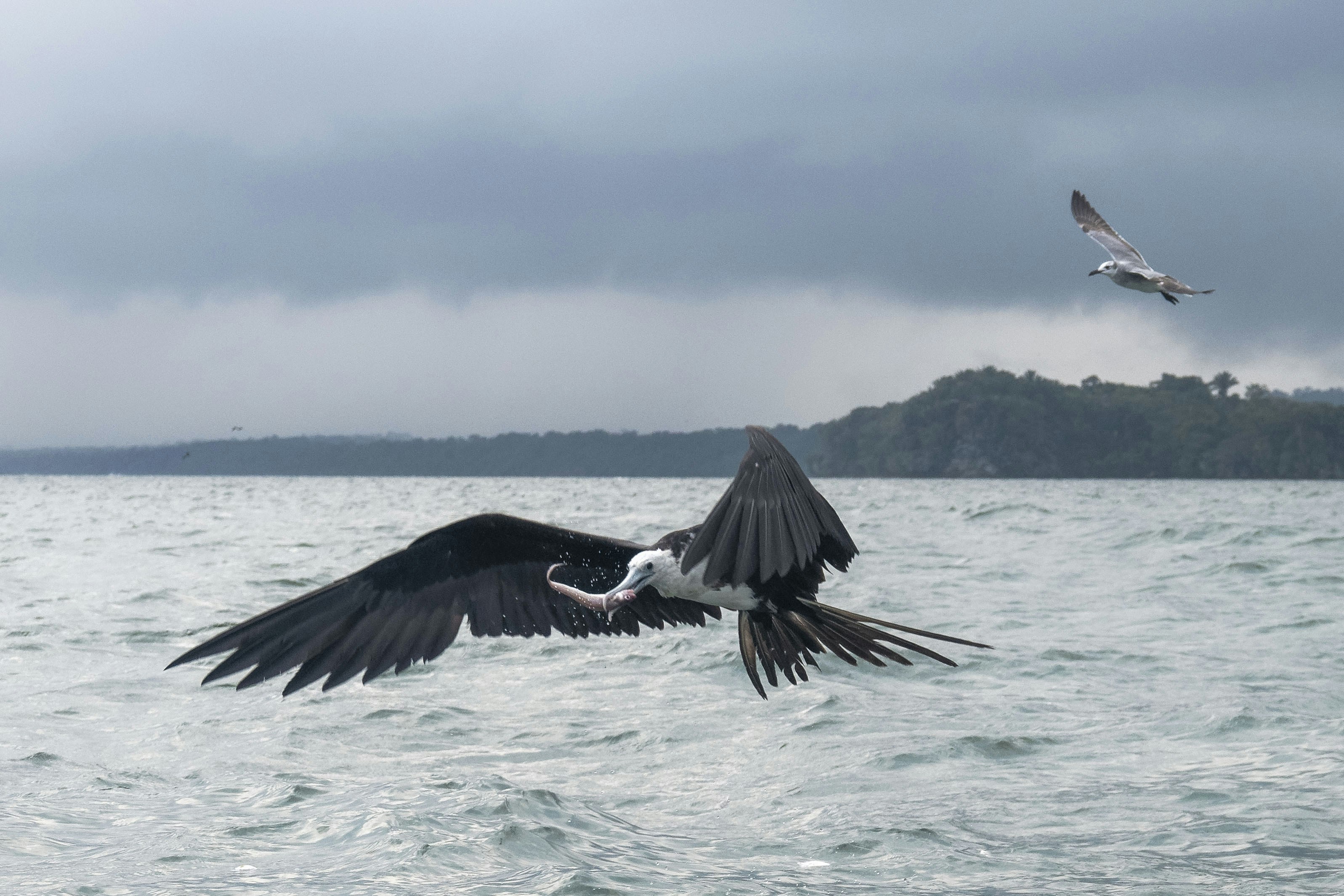 Midair Exchange: A Palmed Gull in Pursuit Over Silvered Waves