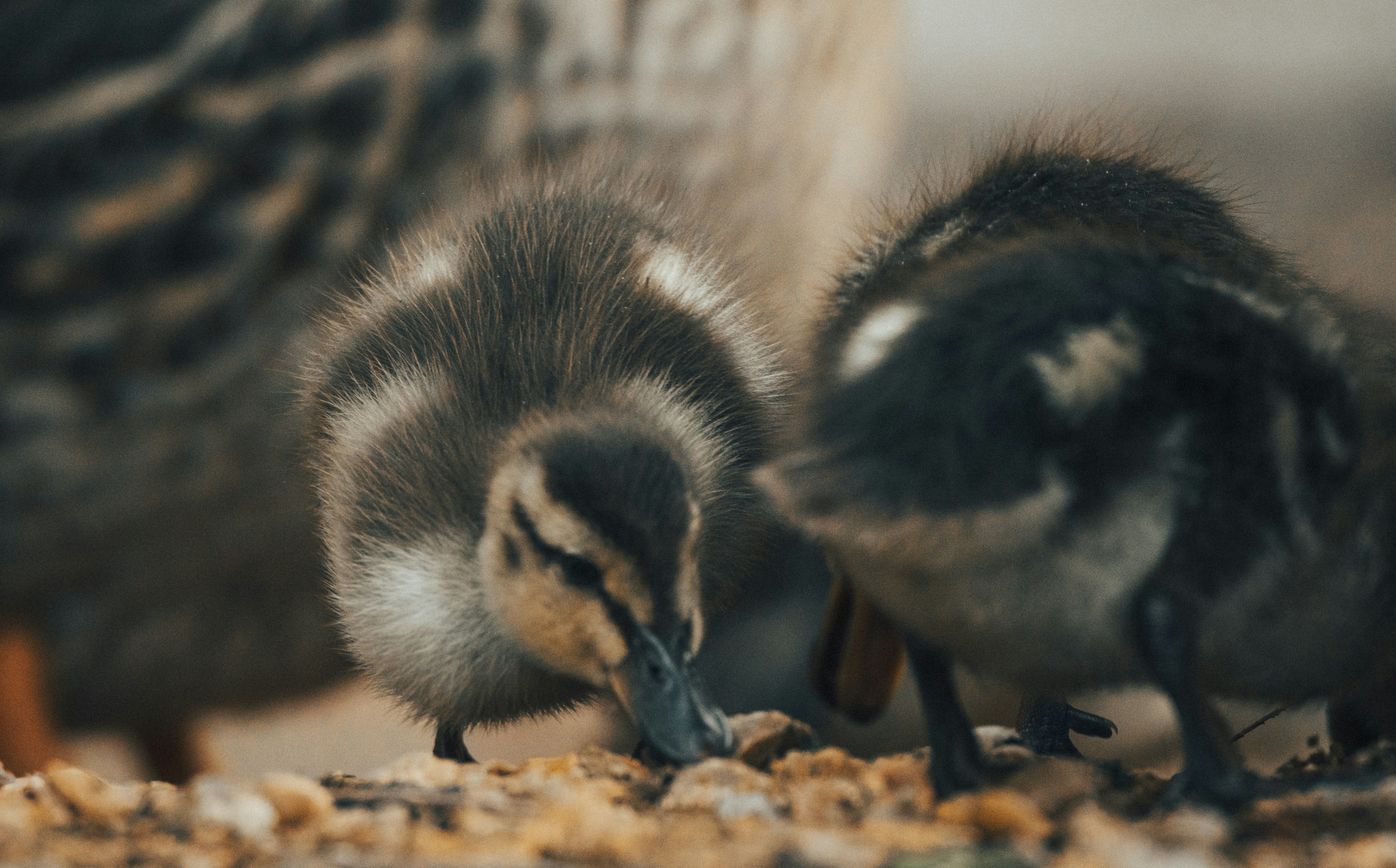 Feathered Inquiry: Ducklings at the Cornkerned Edge