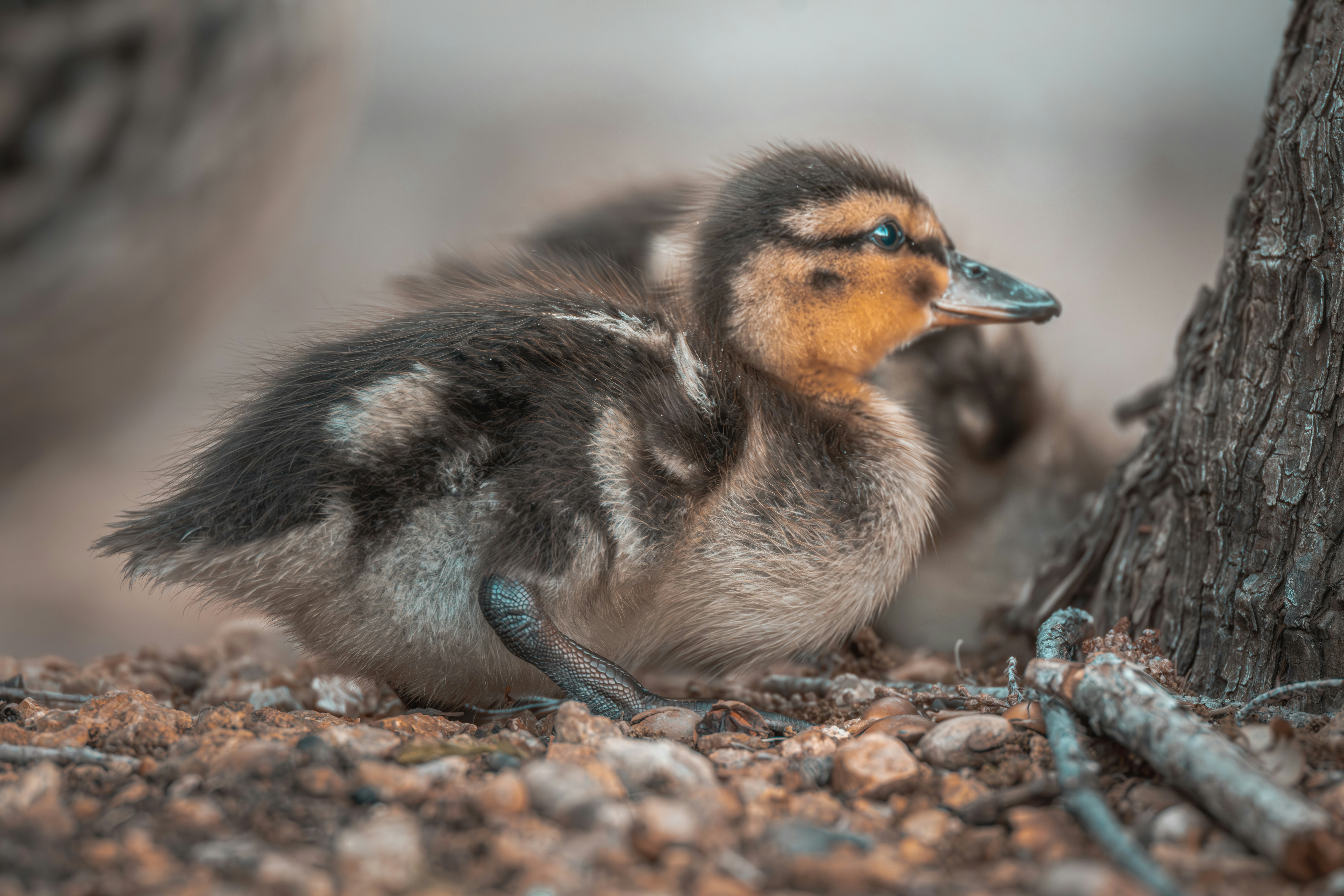 Tiny Sand-Colored Explorer: A Duckling Rests by the Tree