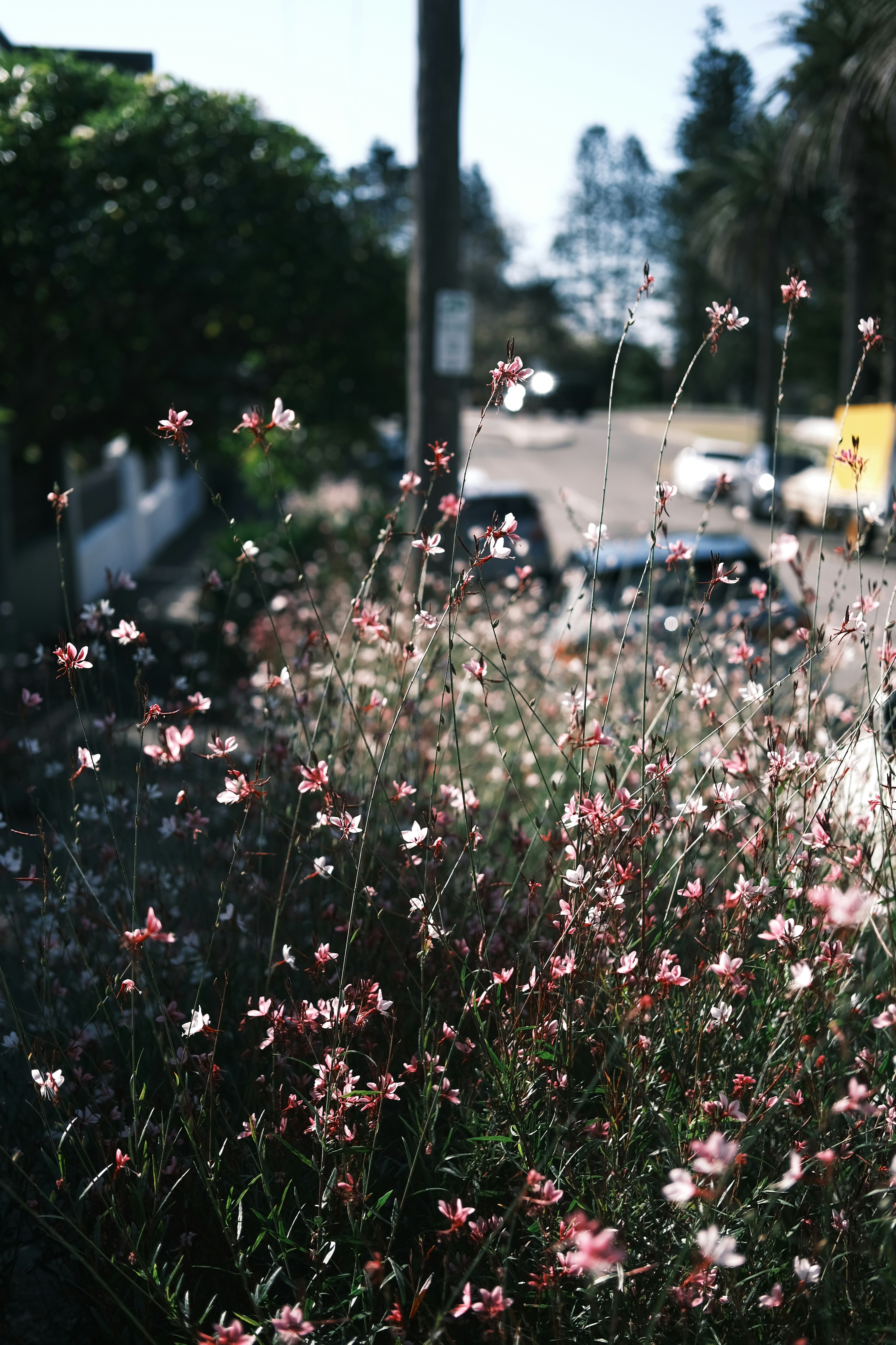 Pink wildflowers frame a sunlit city street