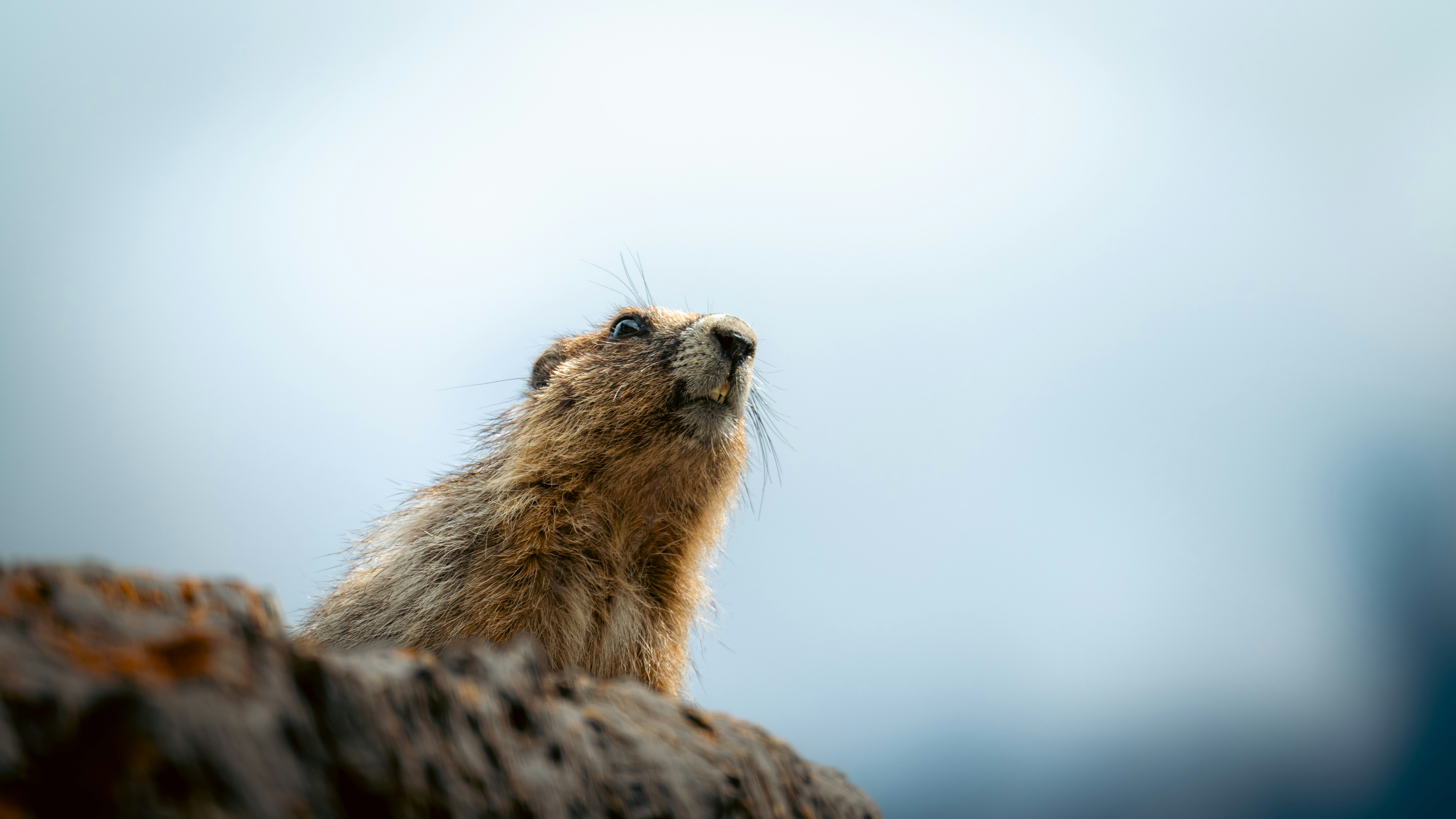 Upward Gaze from the Cliff—A Marmot’s Quiet Watch