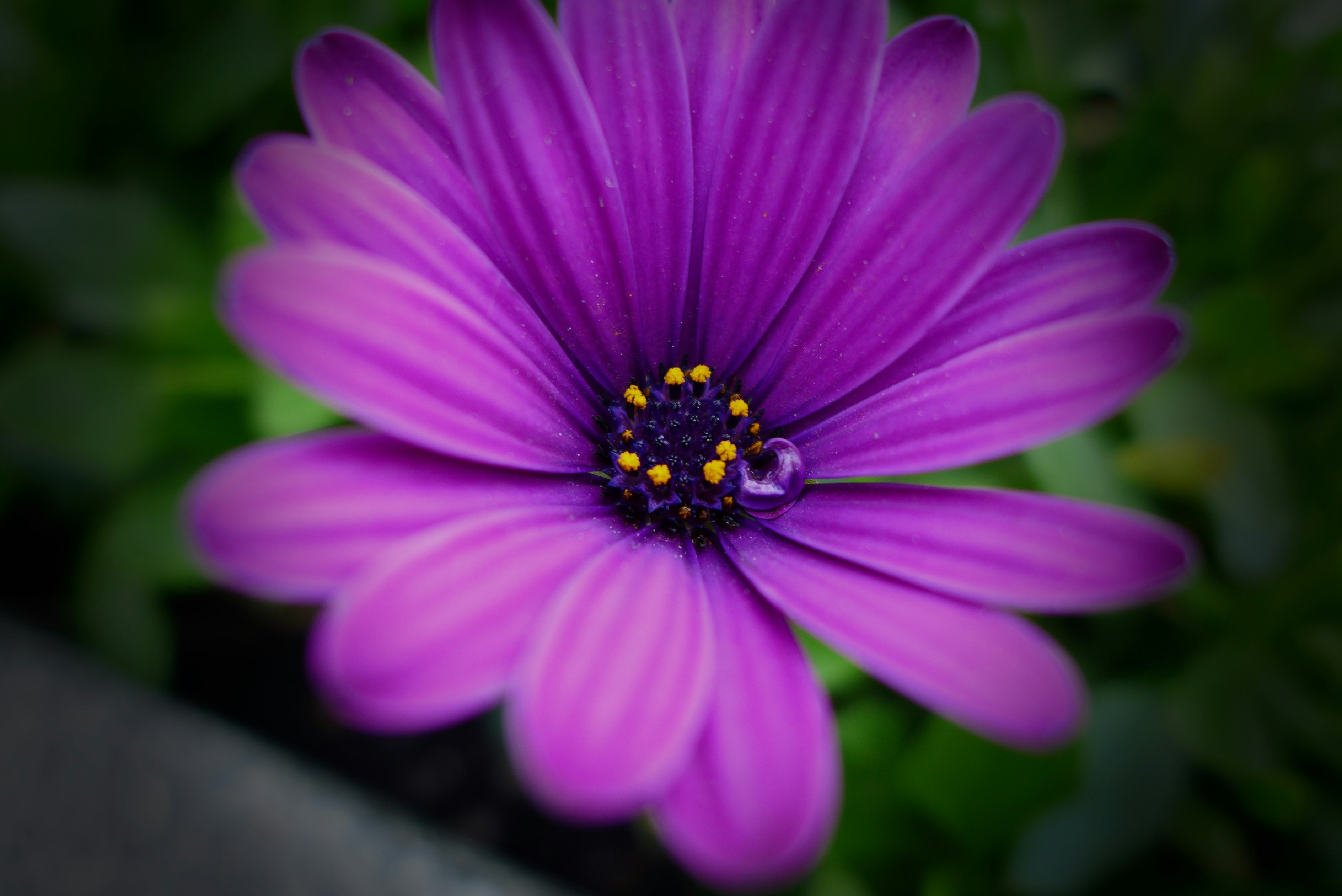 Violet Bloom Centerstage: A Close-Up of Pure Color and Texture