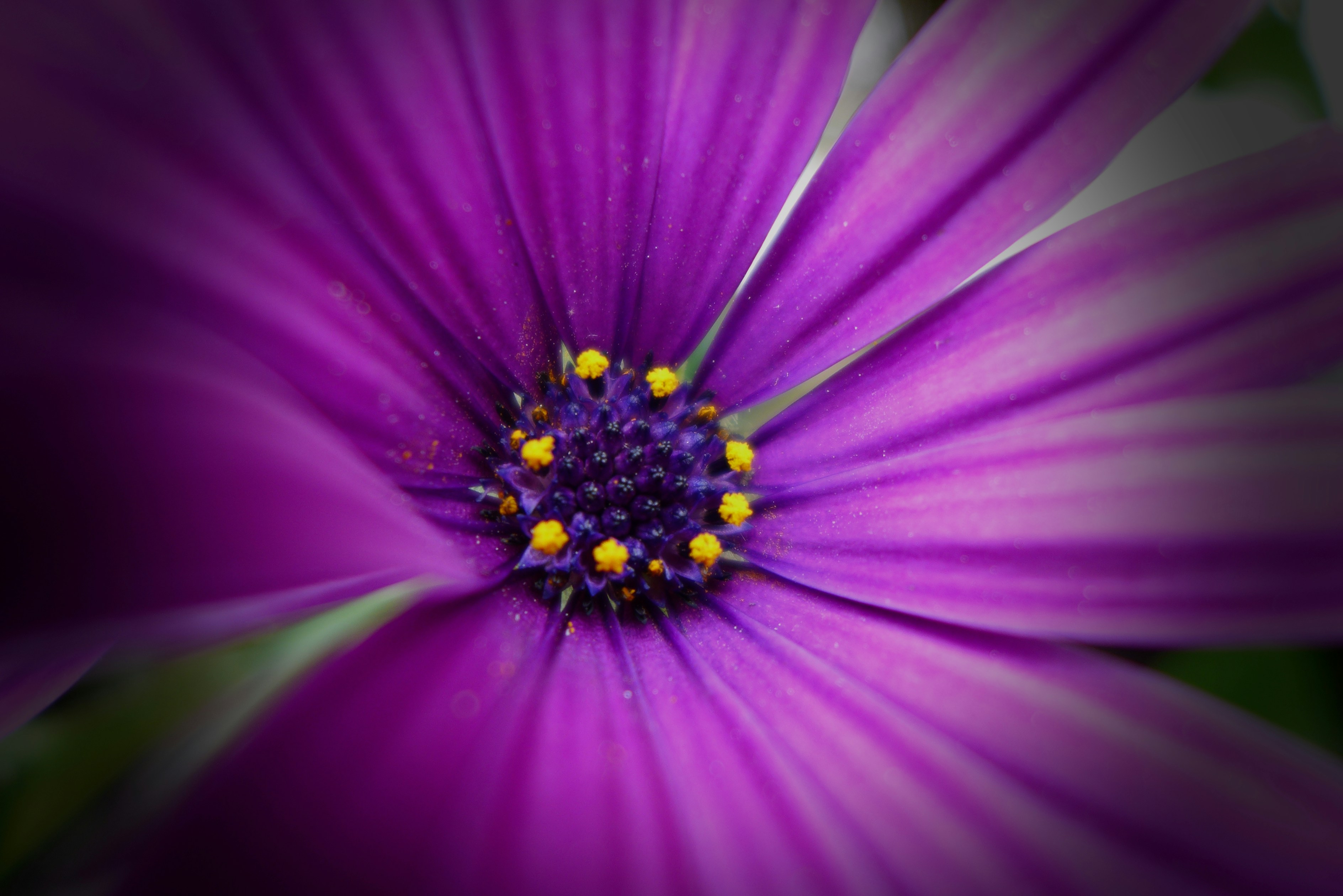 Purple Cosmos in Focus: An Ultra-Close Bloom