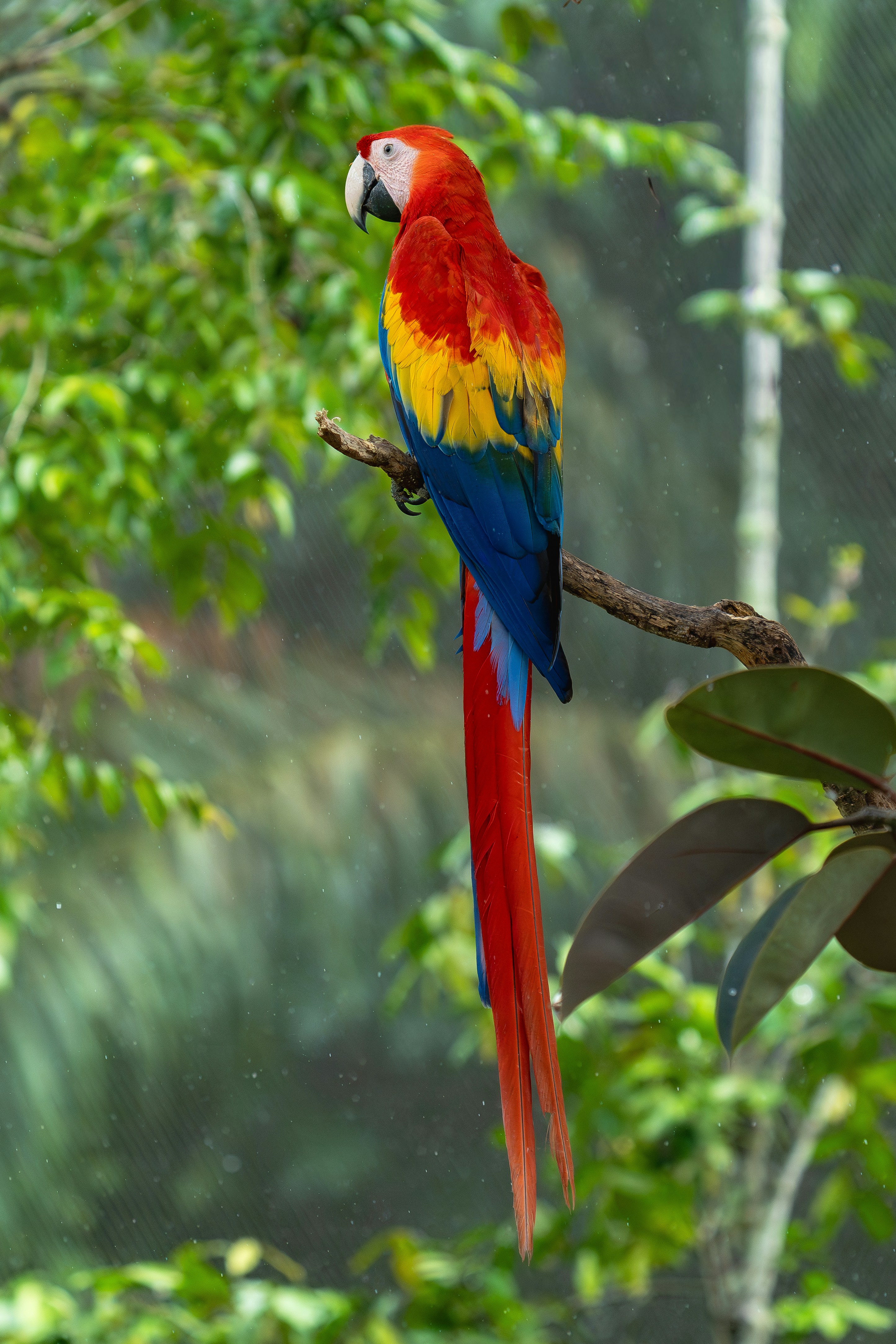 Scarlet Peak: A Rainbow Macaw Perched among Emerald Foliage