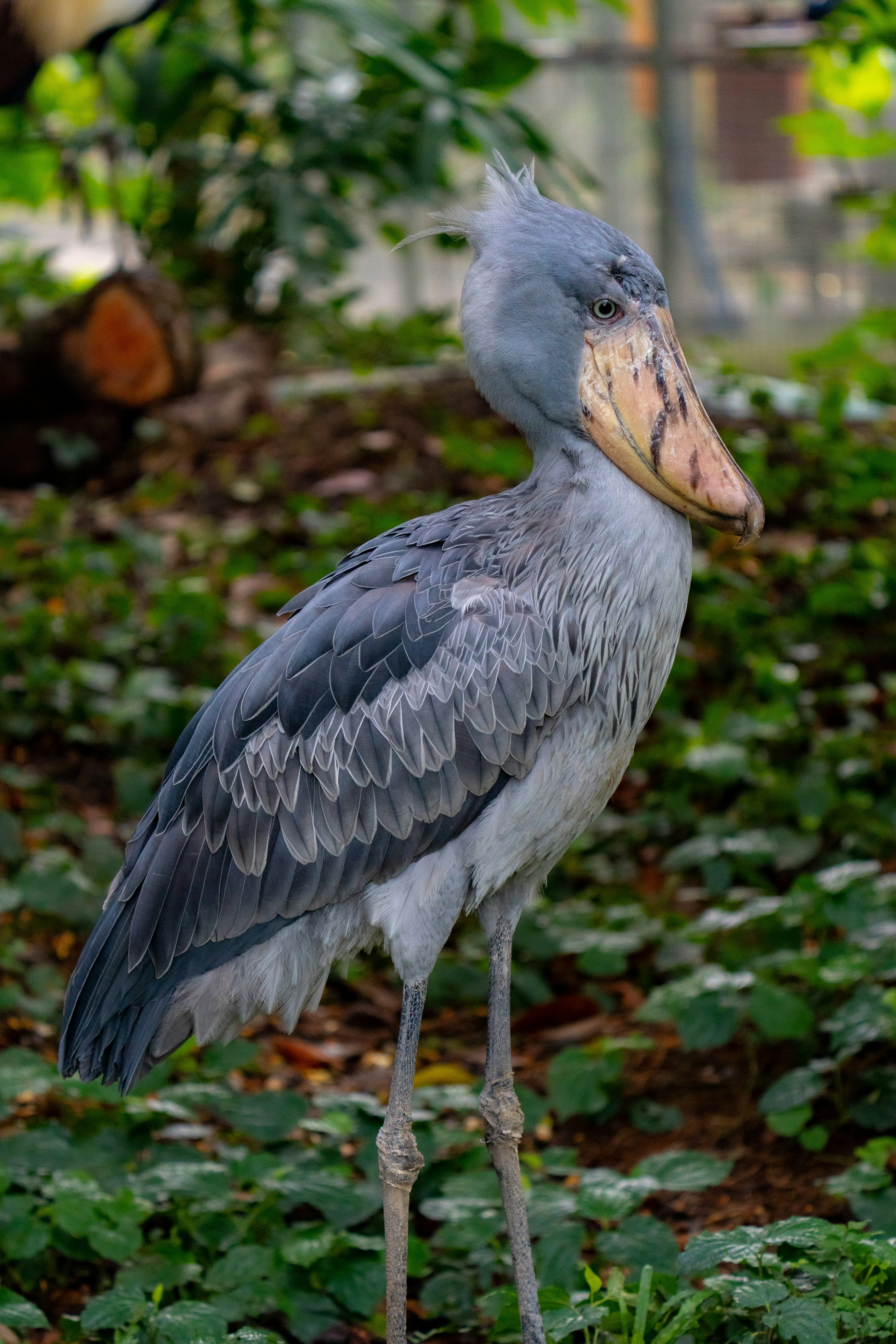 Blue Heron Portrait: Calm Gaze Among Garden Foliage
