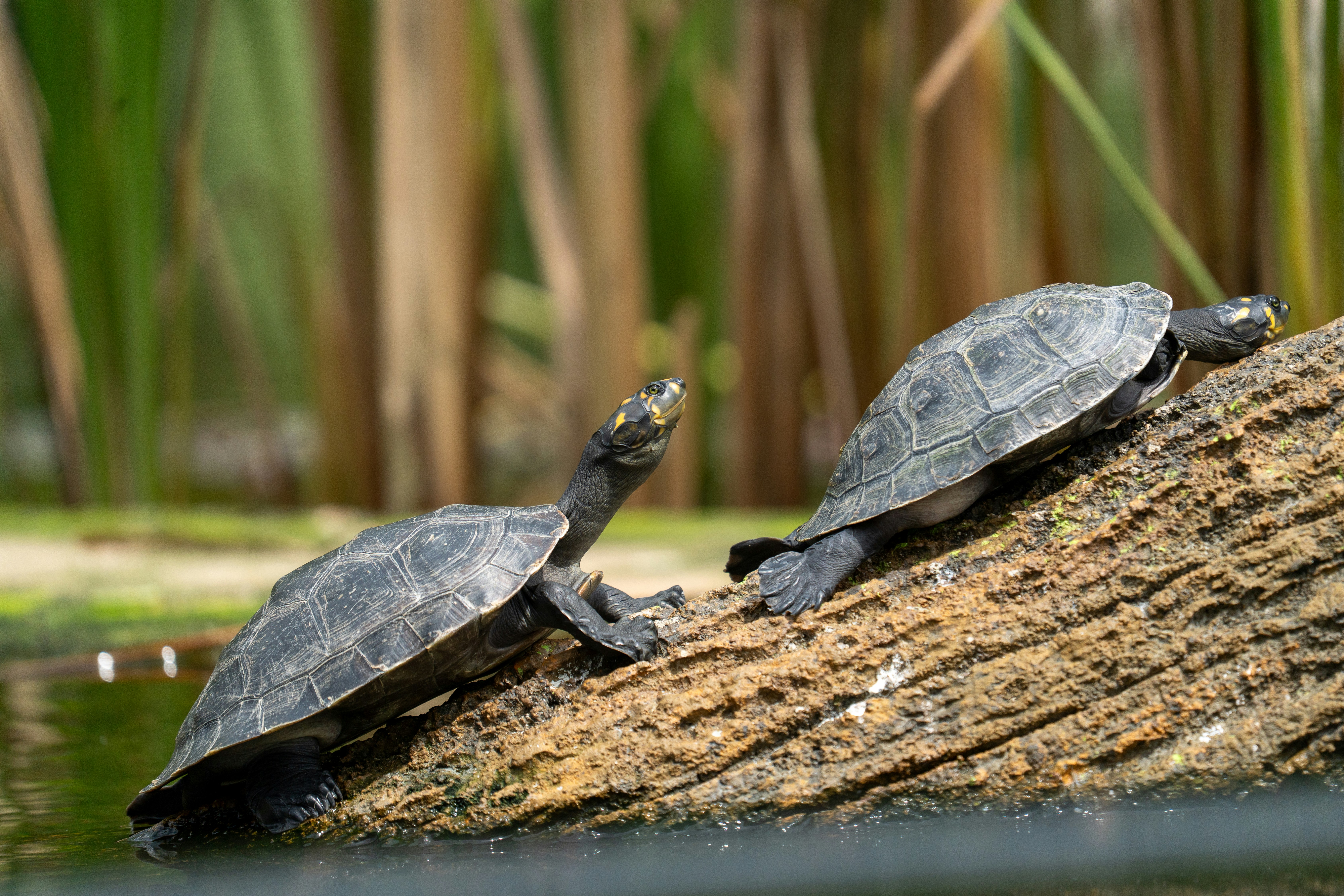 Two pond turtles sharing a sunlit log by the water's edge