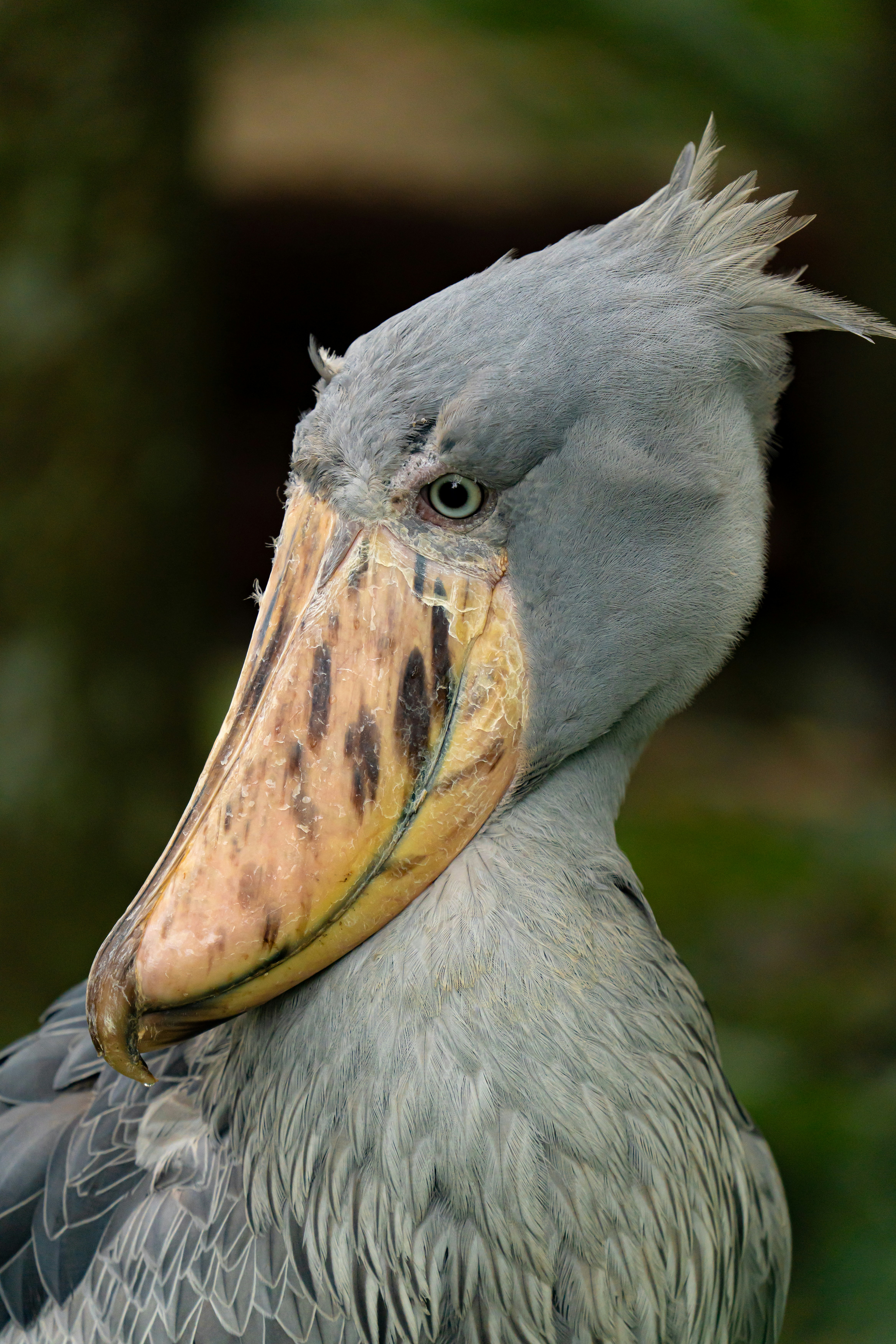Grey Heron Portrait: Weathered beak and piercing eye in soft-focus backdrop