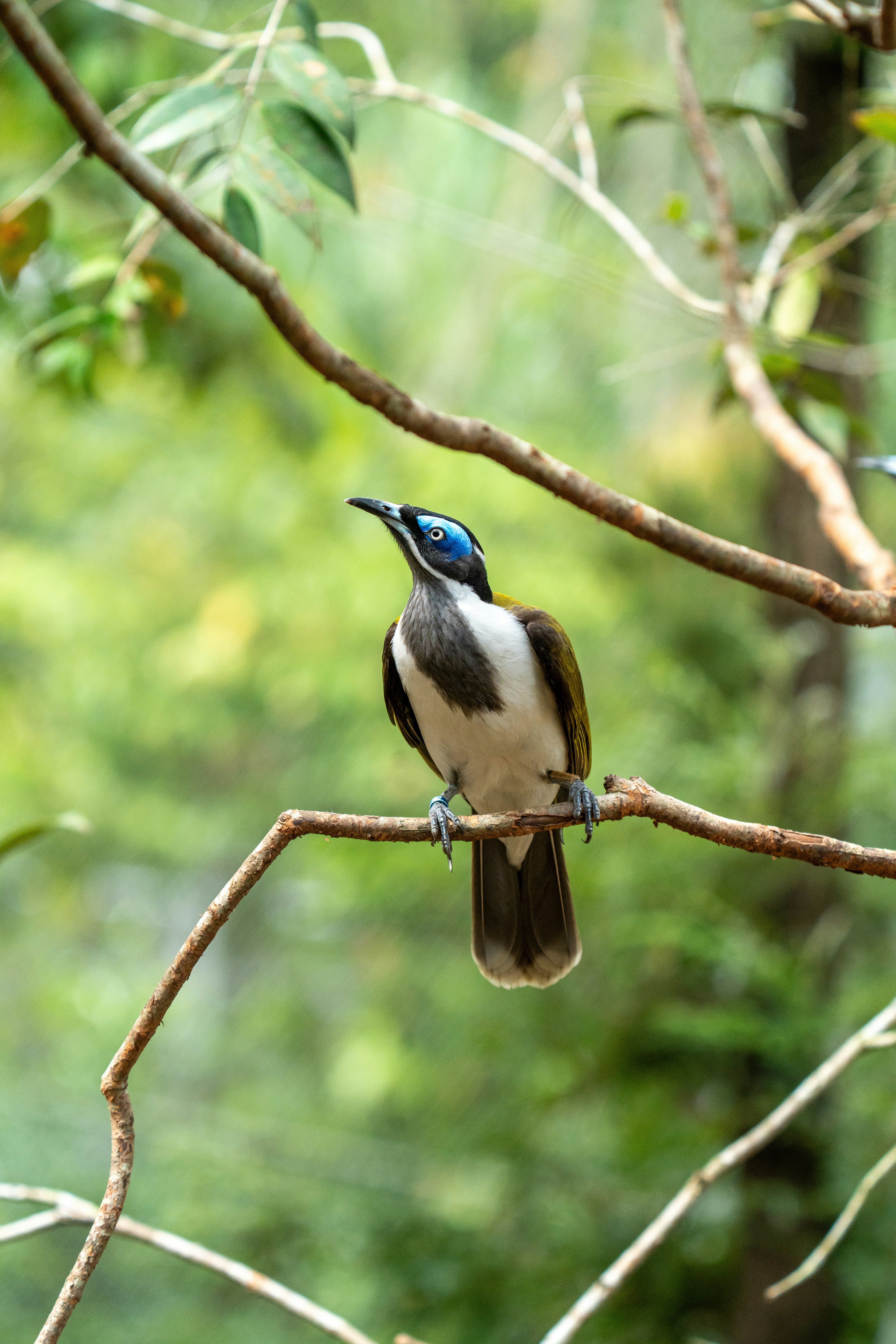 Blue-eyed kingfisher poised on a curved branch in a sunlit canopy