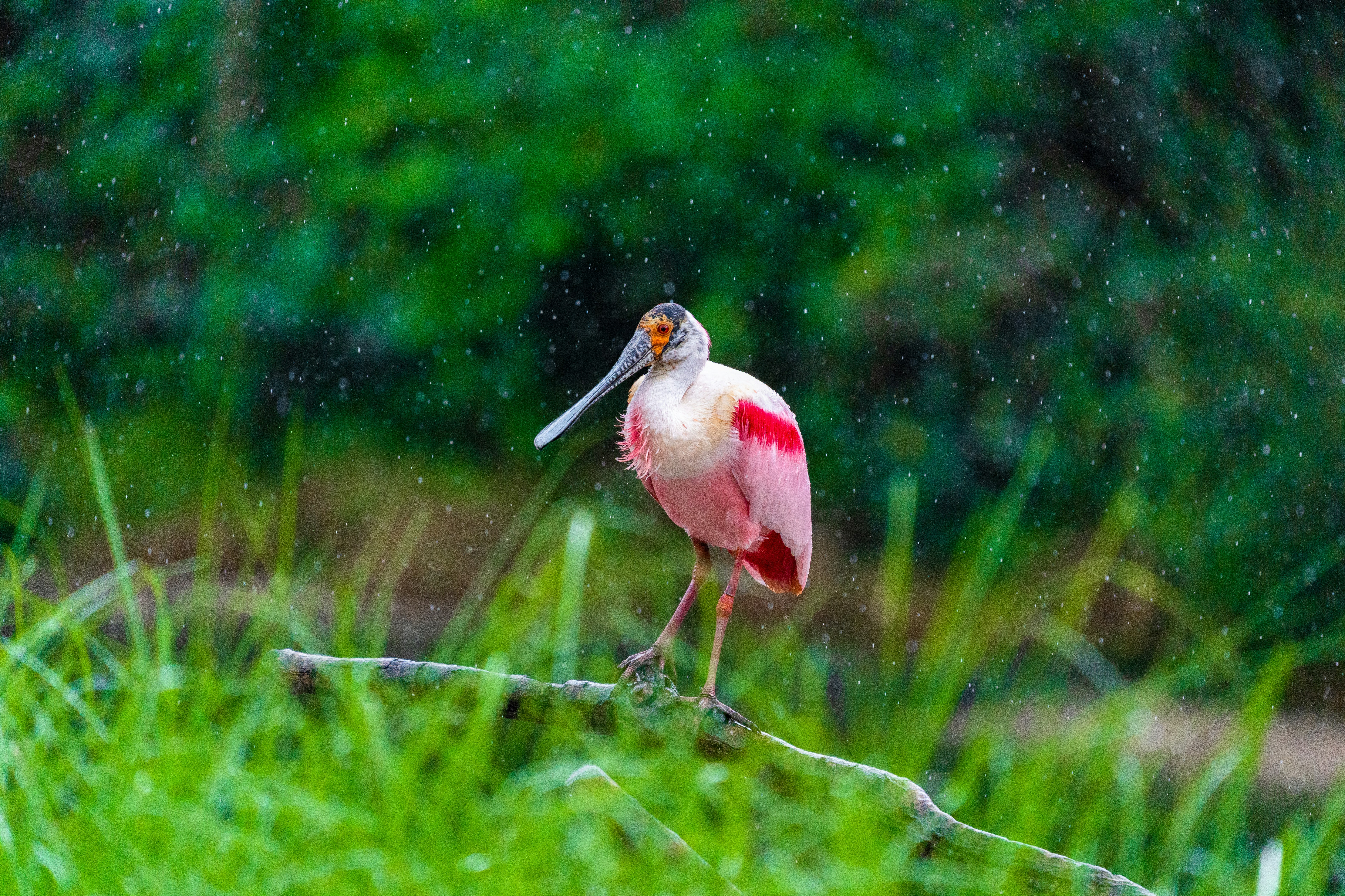 Red-and-white Pelican on a Wet Reed