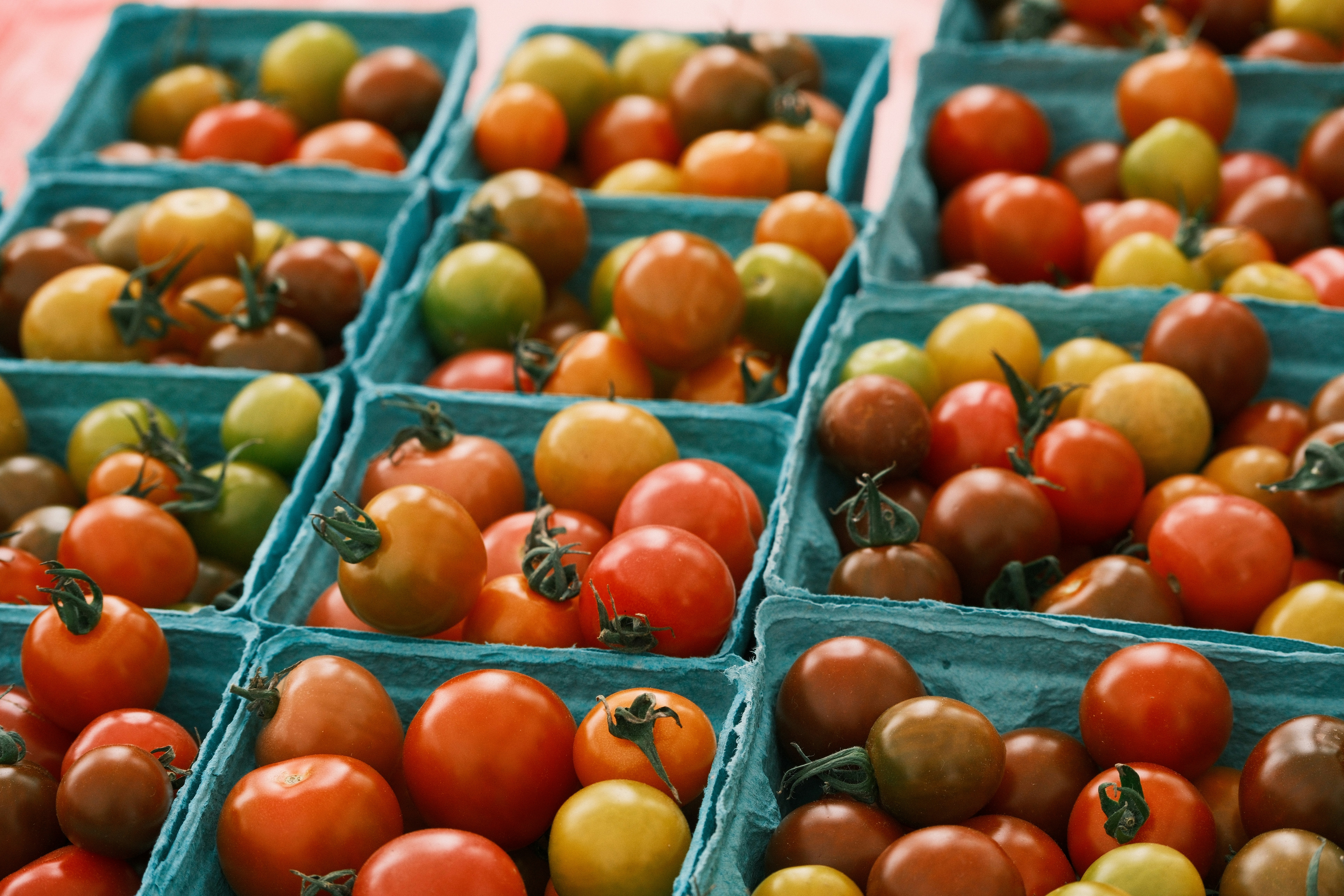 Crate Rows of Sunlit Cherry Tomatoes in Turquoise Baskets