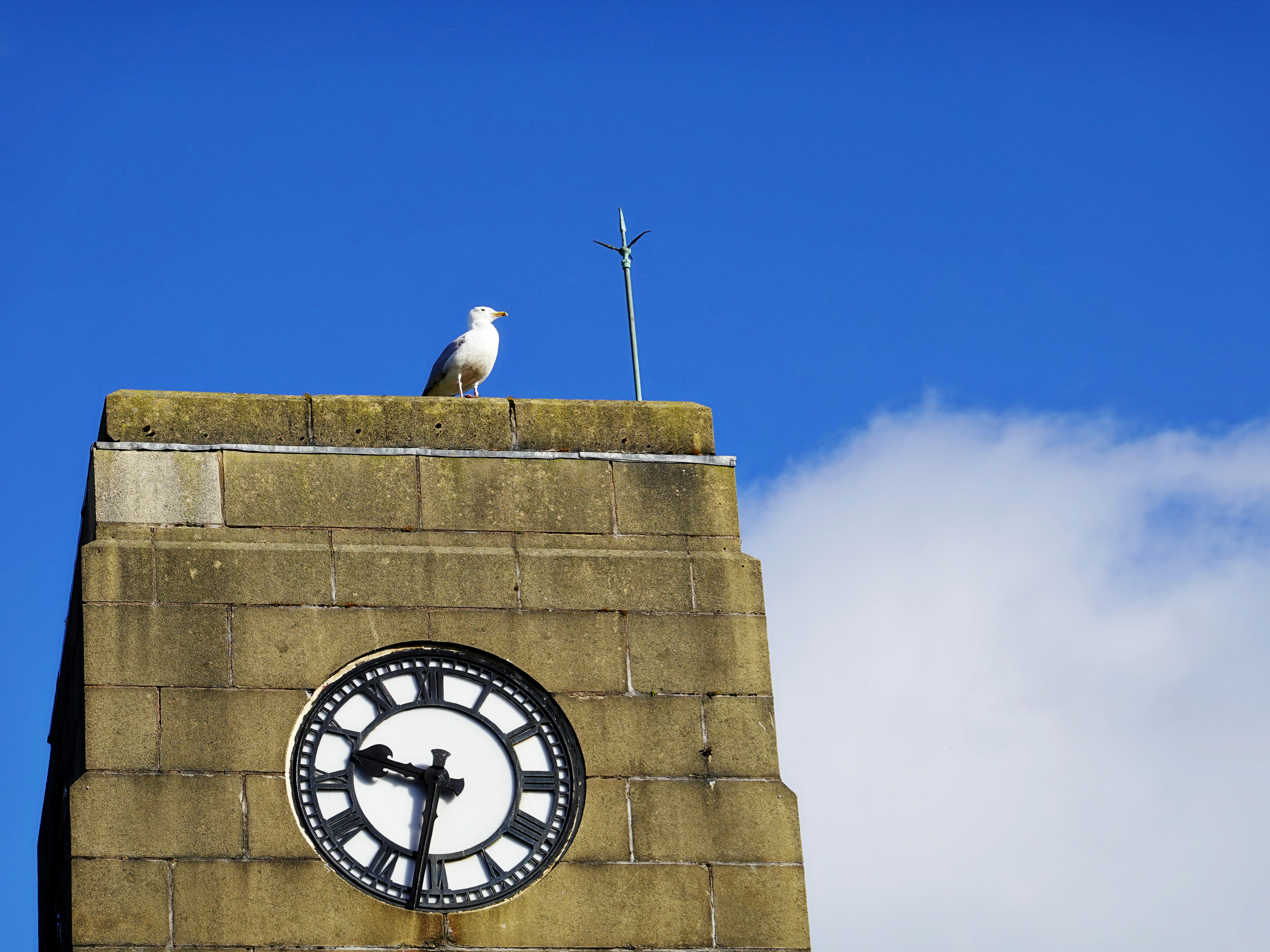 Seagull Sentinel Over a Clock Tower