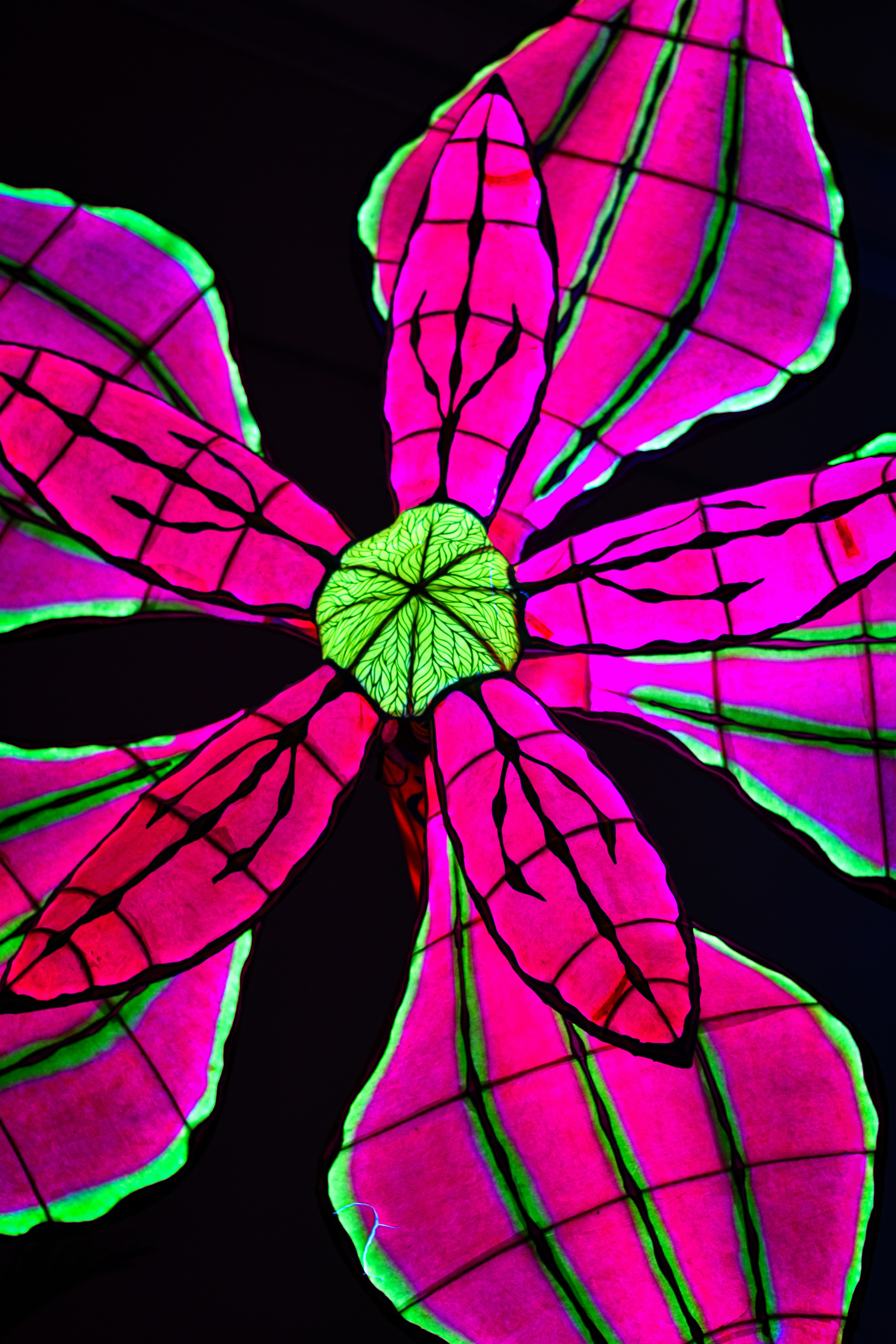 Neon Caladium Bloom: Flared Pink Leaves with Electric Veins