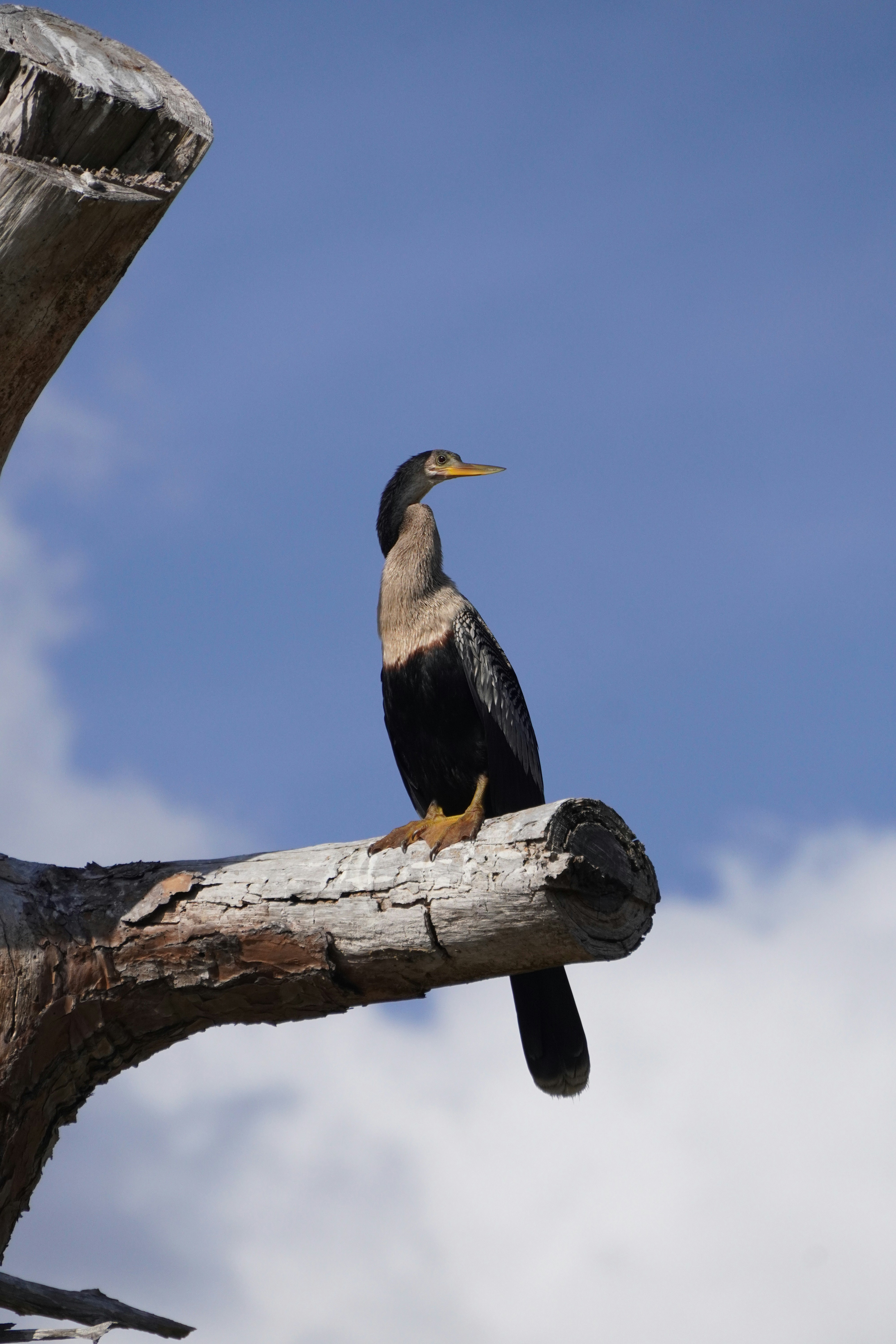 Cormorant on Weathered Branch: A Quiet Perch Against a Blue Sky