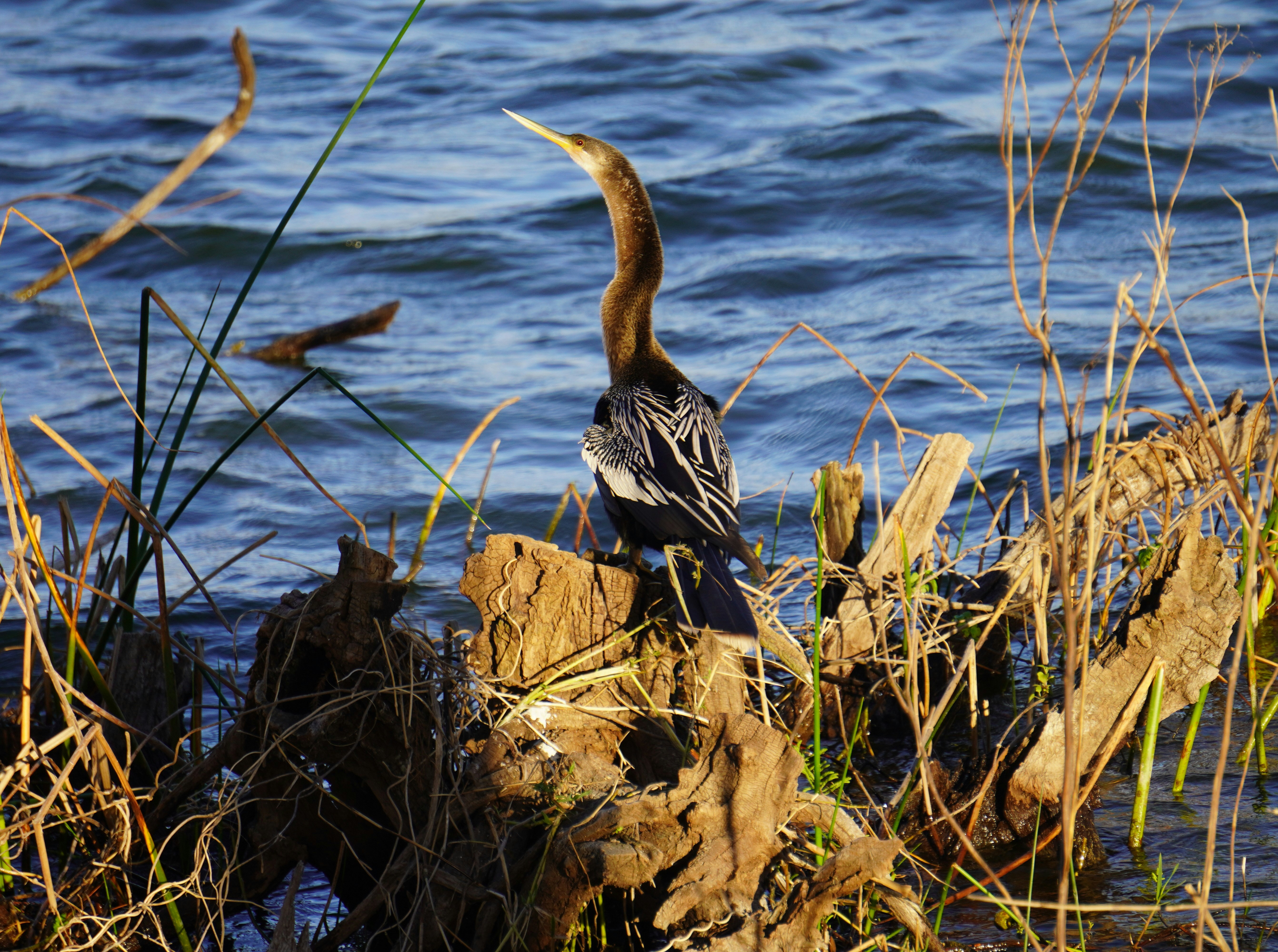 Heron Silhouette on the Shoreline Knot