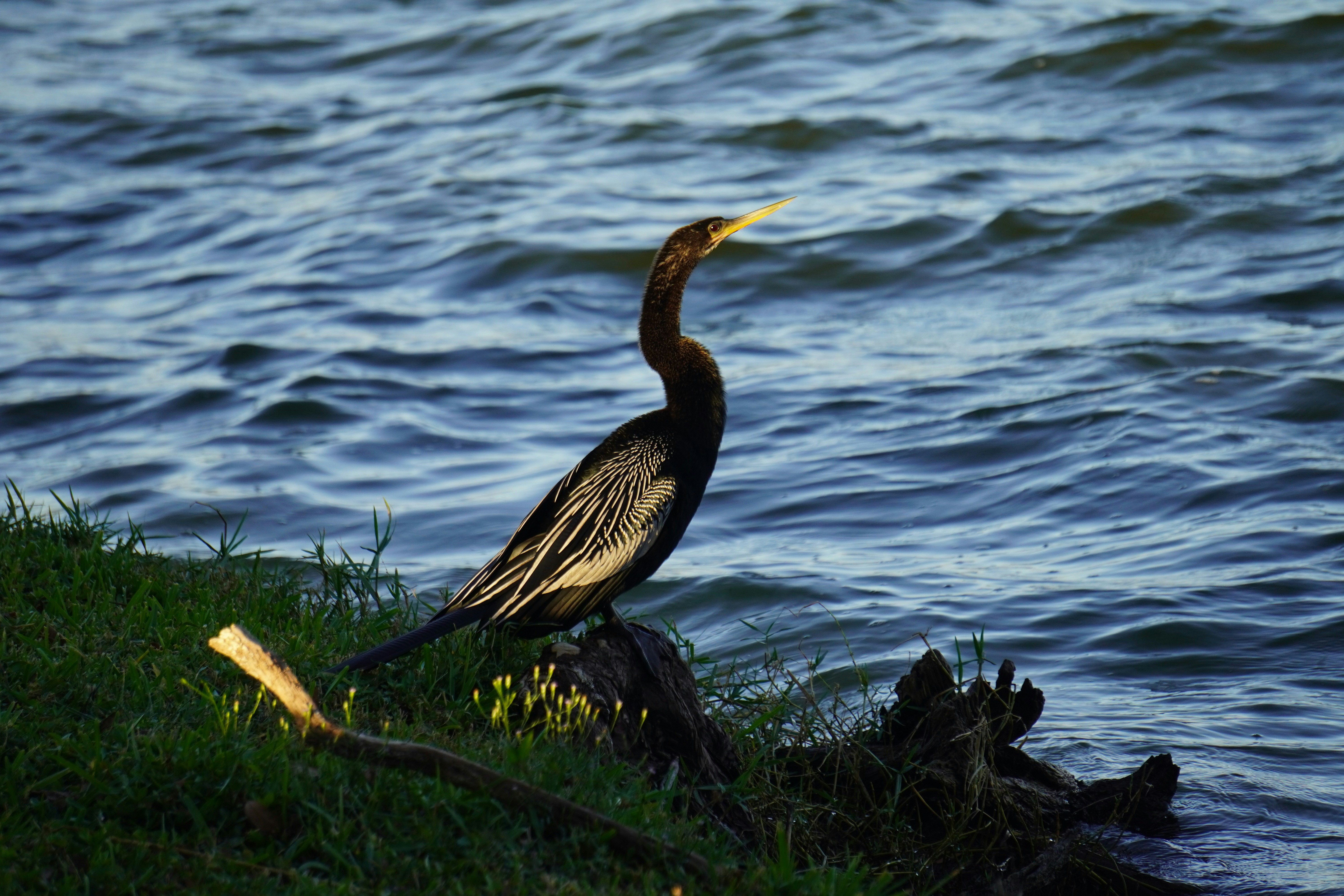 Heron at the Waterline: A Quiet Shore Moment