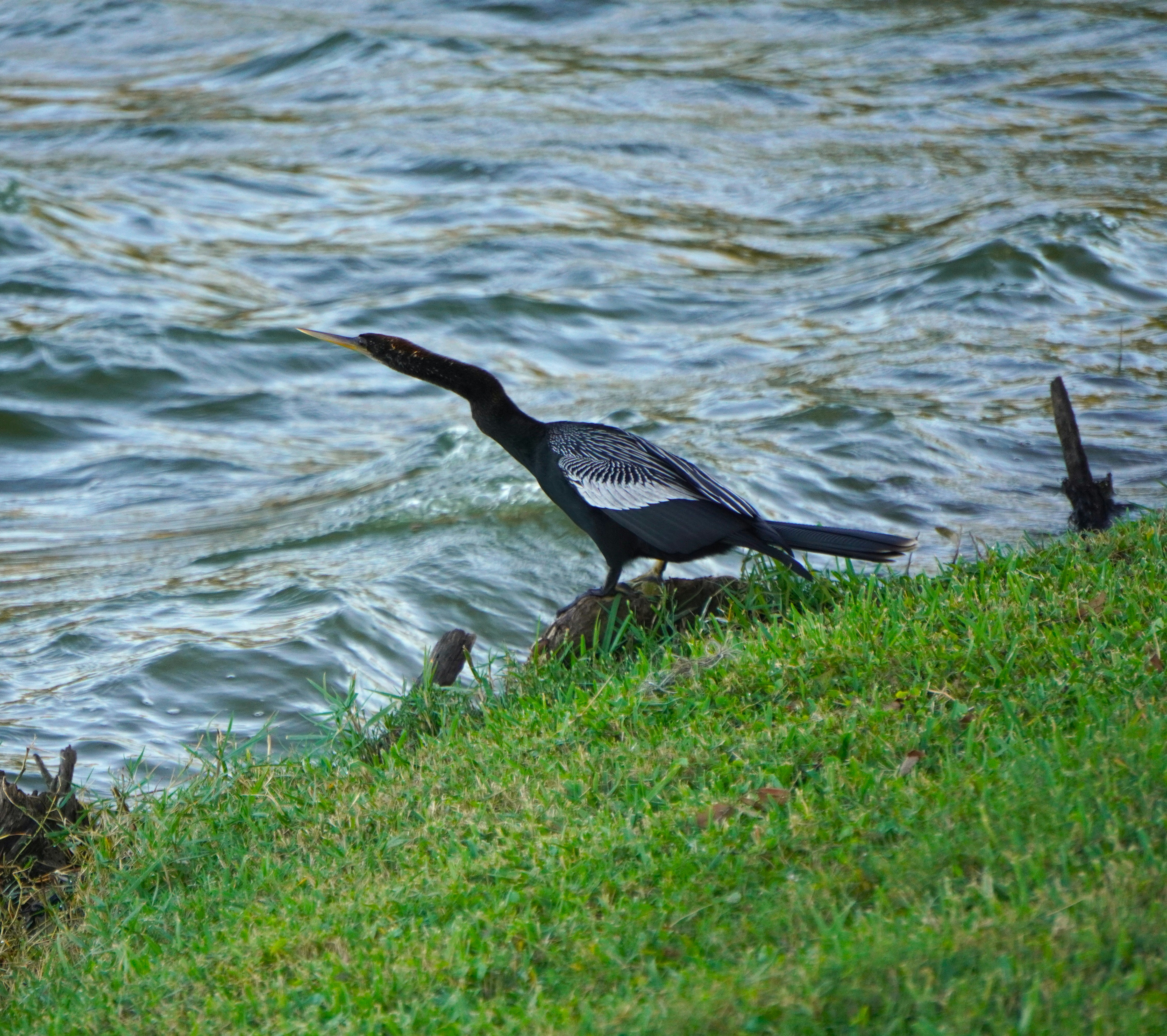 Cormorant By the Bank: A Moment of Reach and Rest