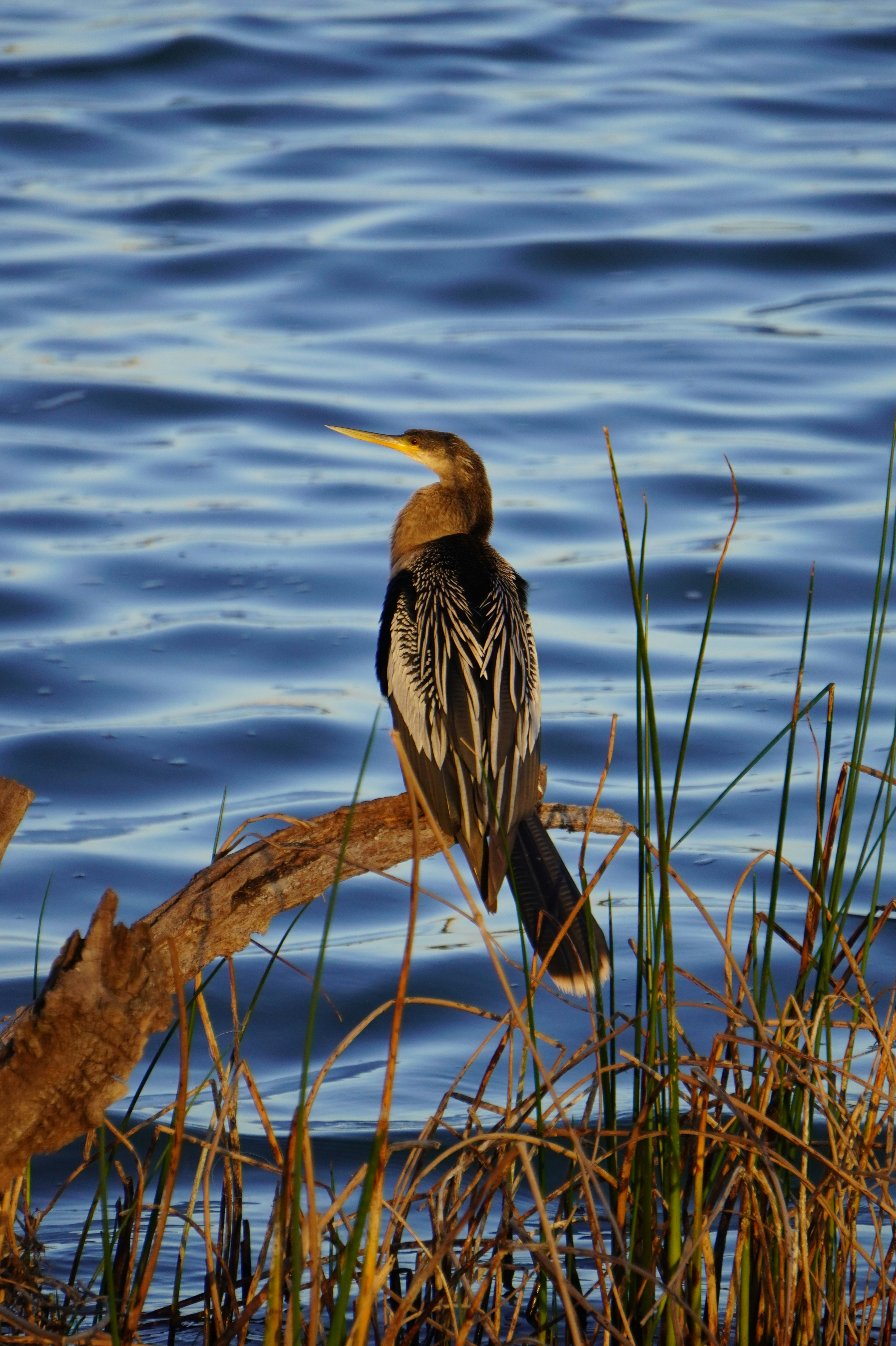 Sunlit Cormorant Perched Over Blue Ripples