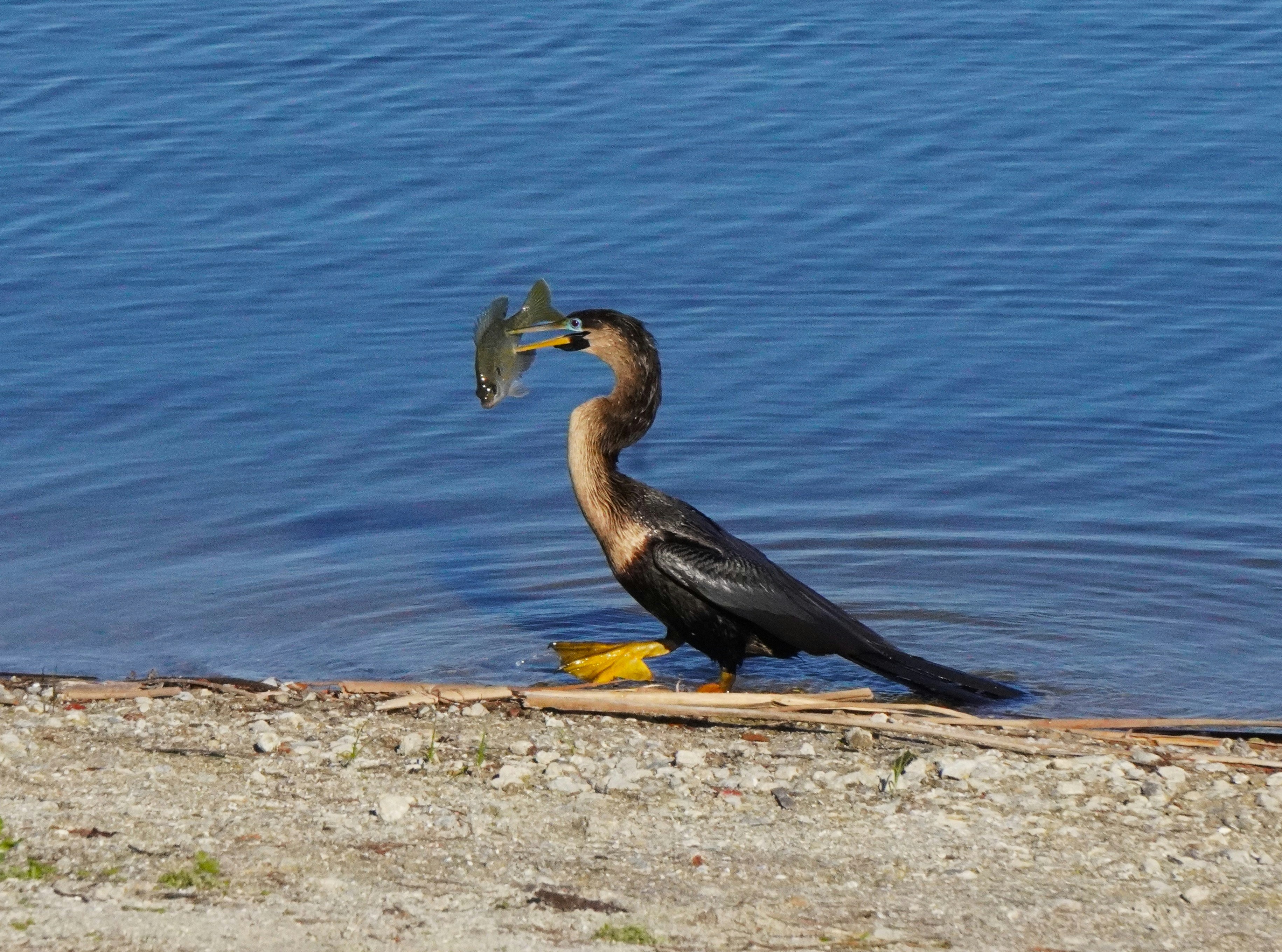 Heron with Trophy: A Shoreline Catch on a Quiet Blue Day