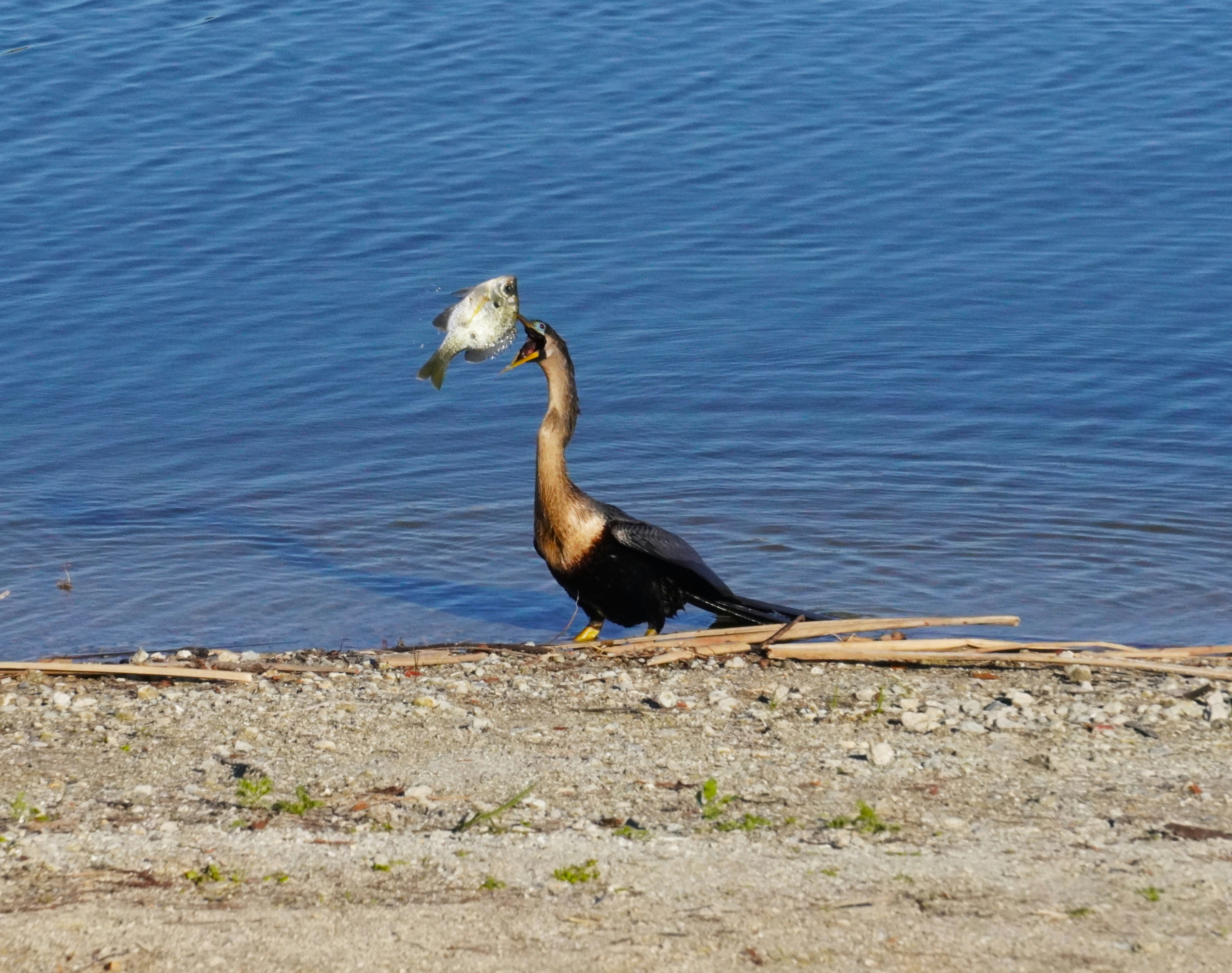 Heron on the Shore: Catch-and-Release at Dusk by the Lake