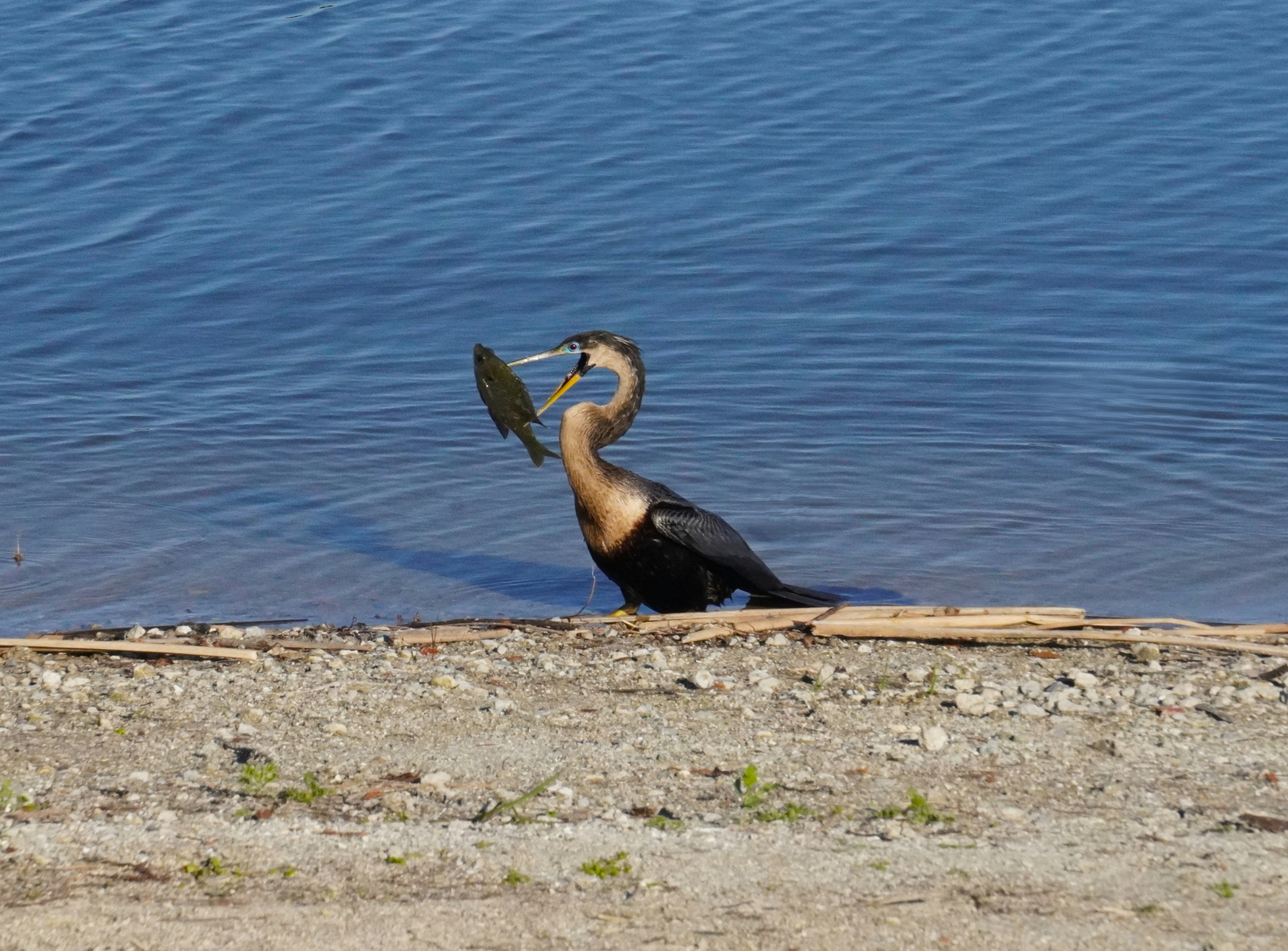 Heron on the Shore: Catching a Moment by the Pebble Beach