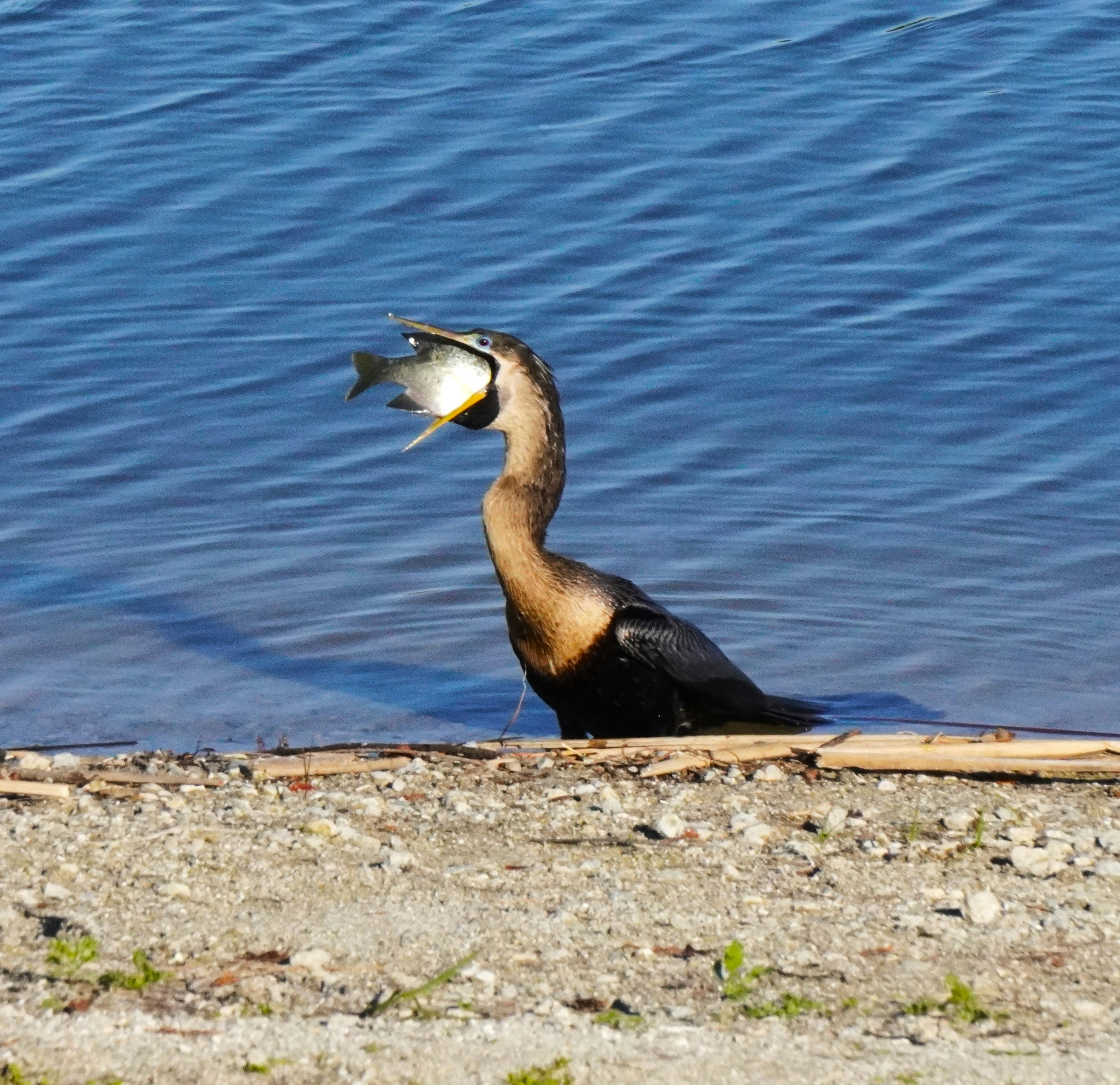 Heron Hero: Catch and Carry in Morning Light