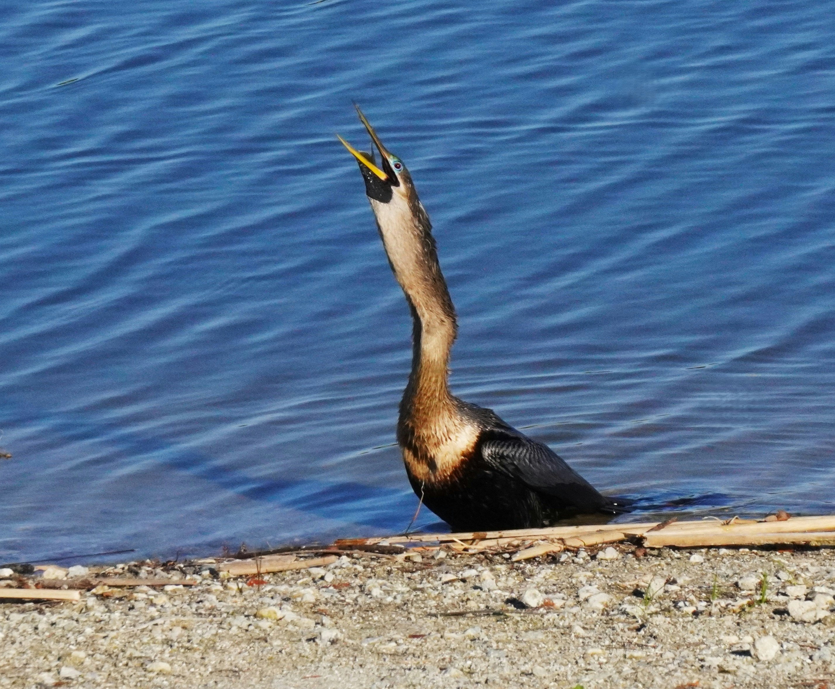 Lakeside Beak Pose: A Cormorant Serenely Calls from the Shore