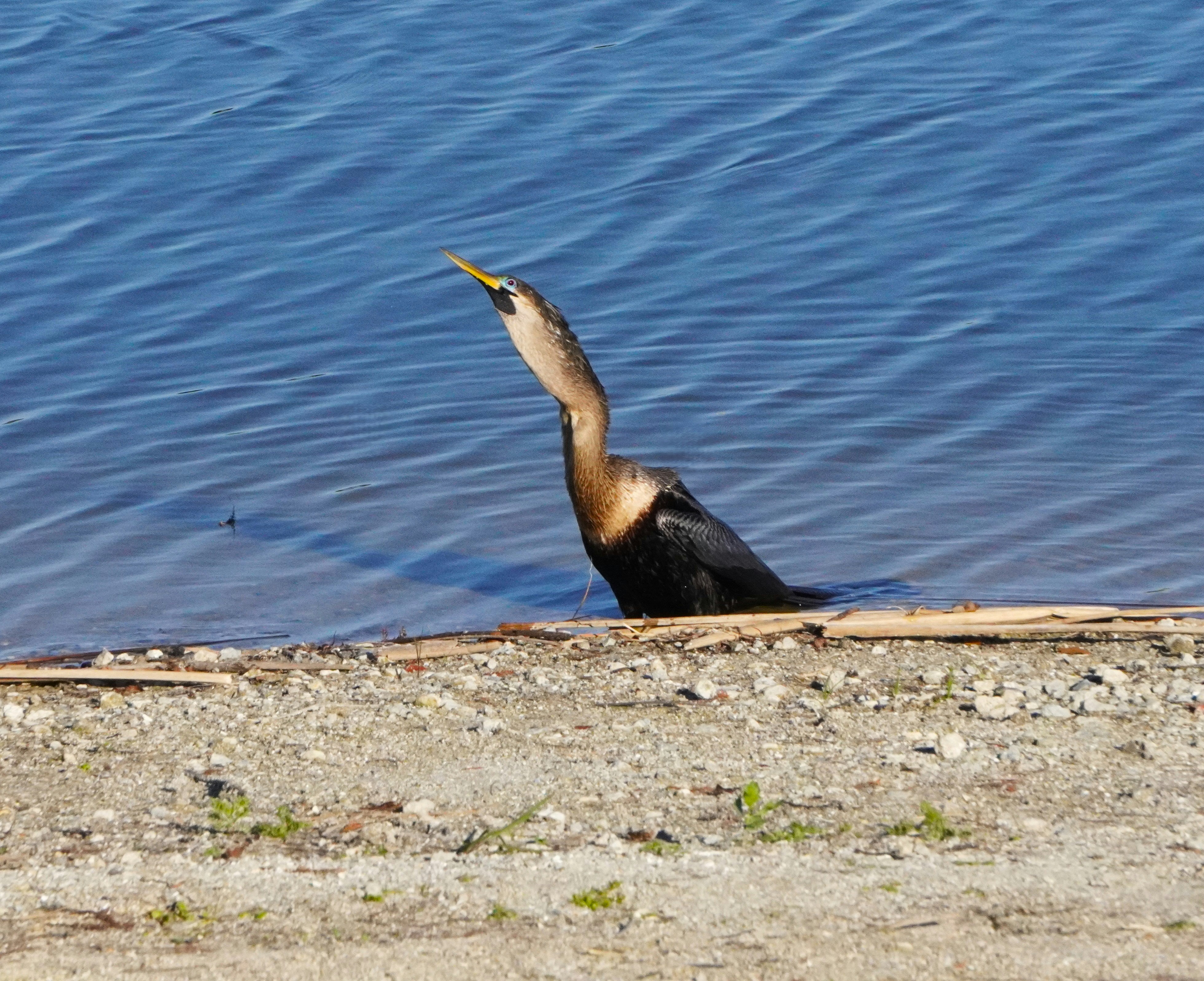 Heron on the Shore: A Distant Gaze from the Waterline