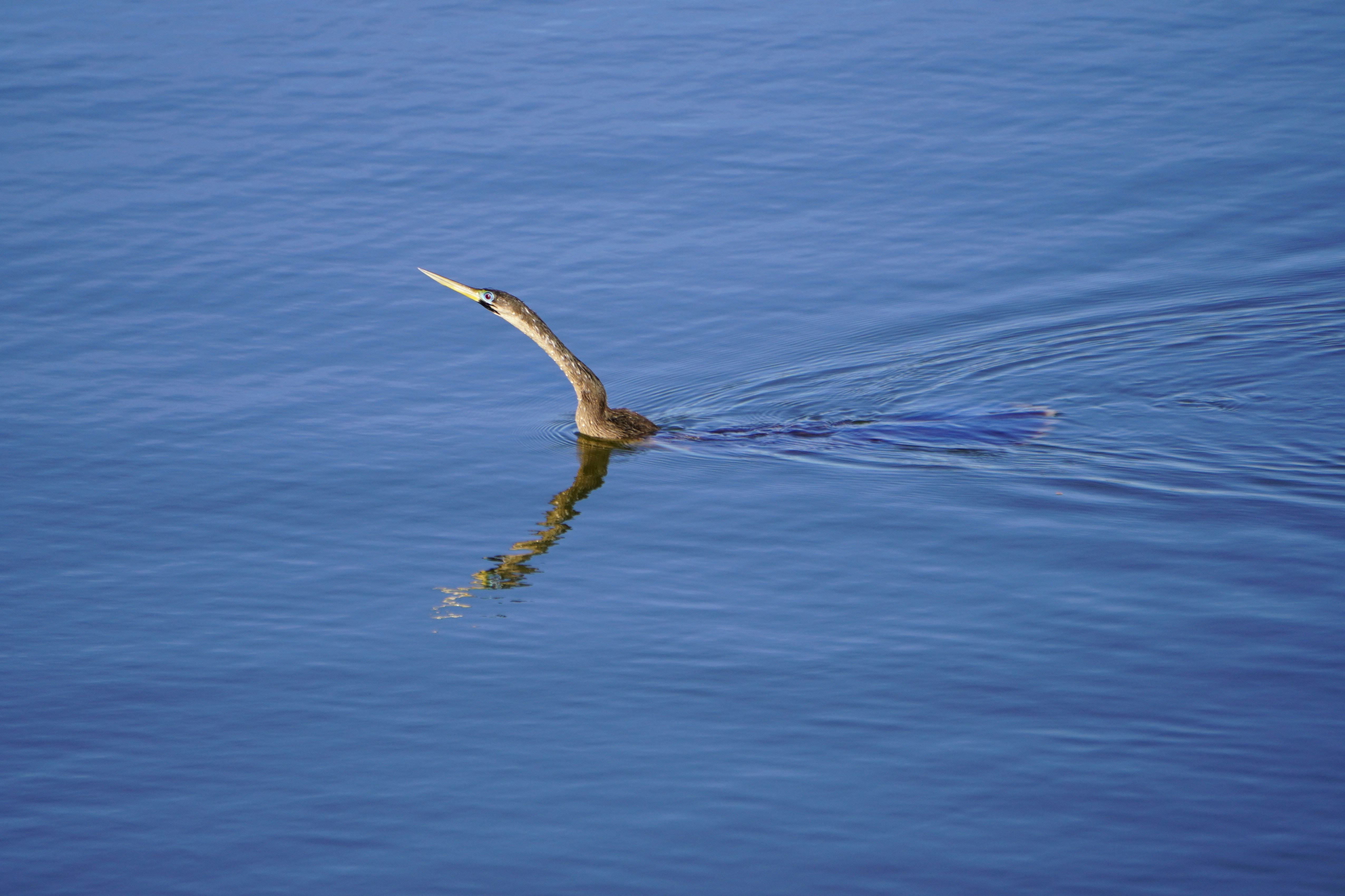 Curved Neck Breakthrough: A Loon Glides through Blue Quiet