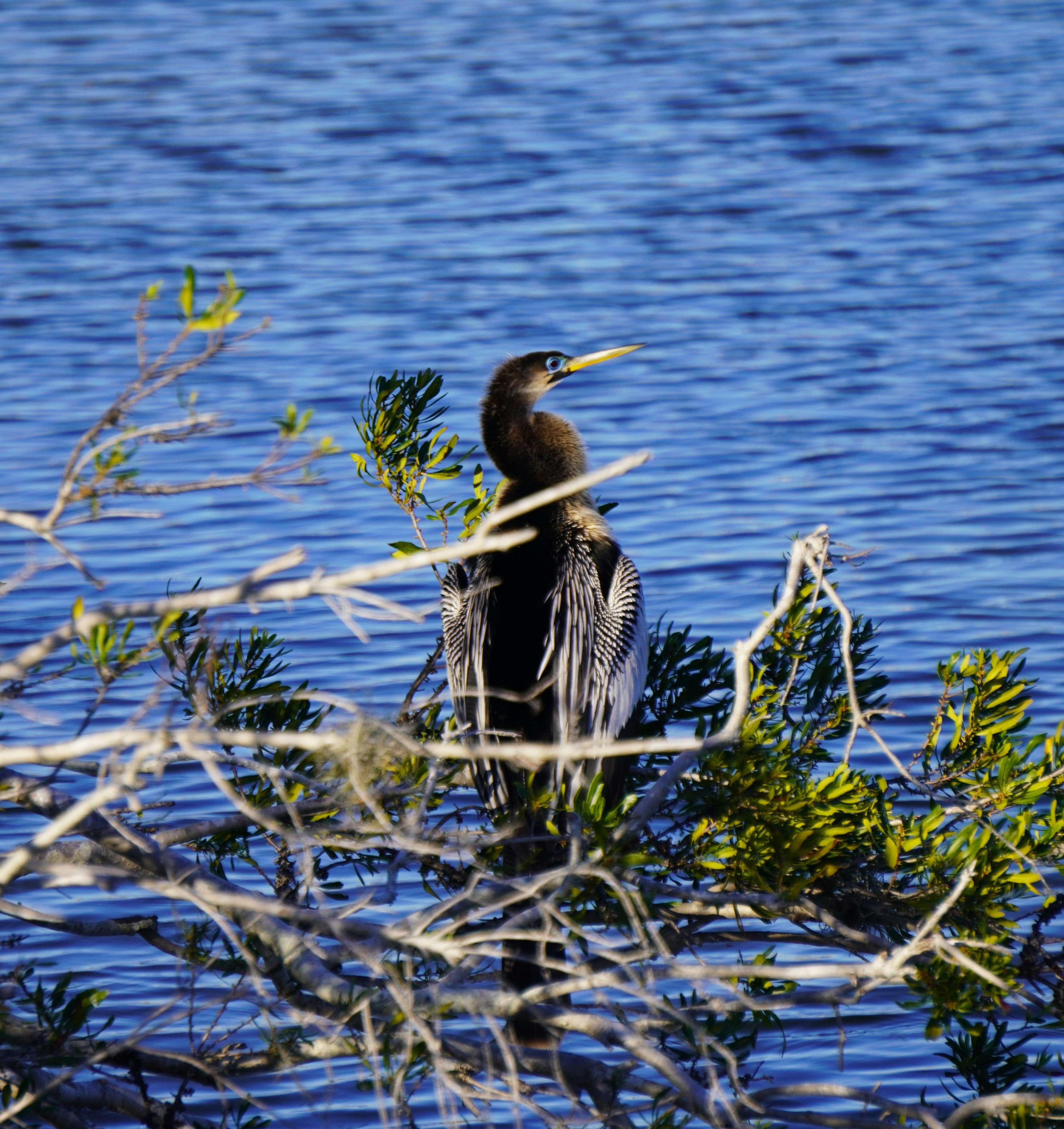 Heron on the Tangle: Silhouetted in Shoreline Blue
