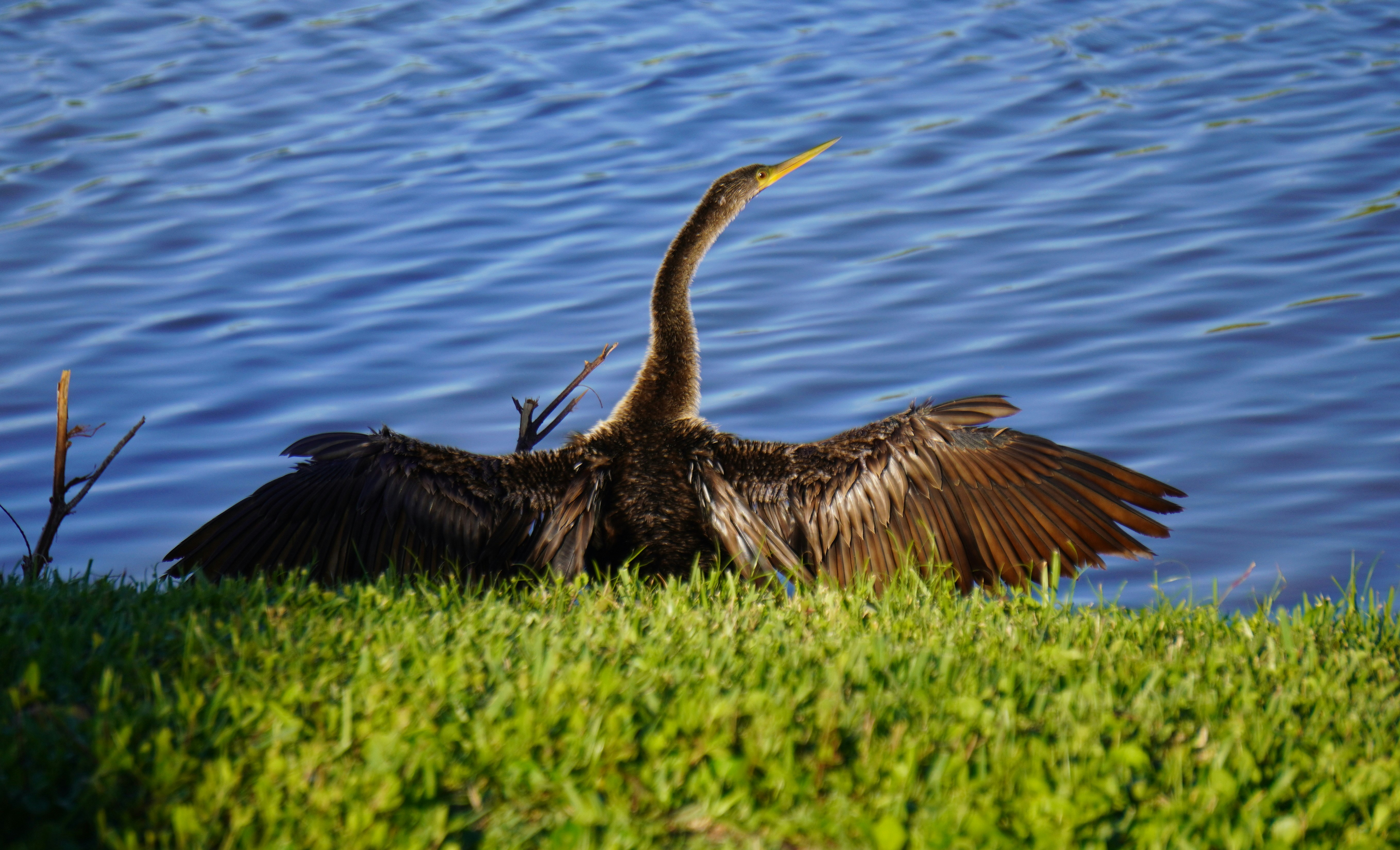 Heron on the Threshold: Fiery Neck Rising from the Lake