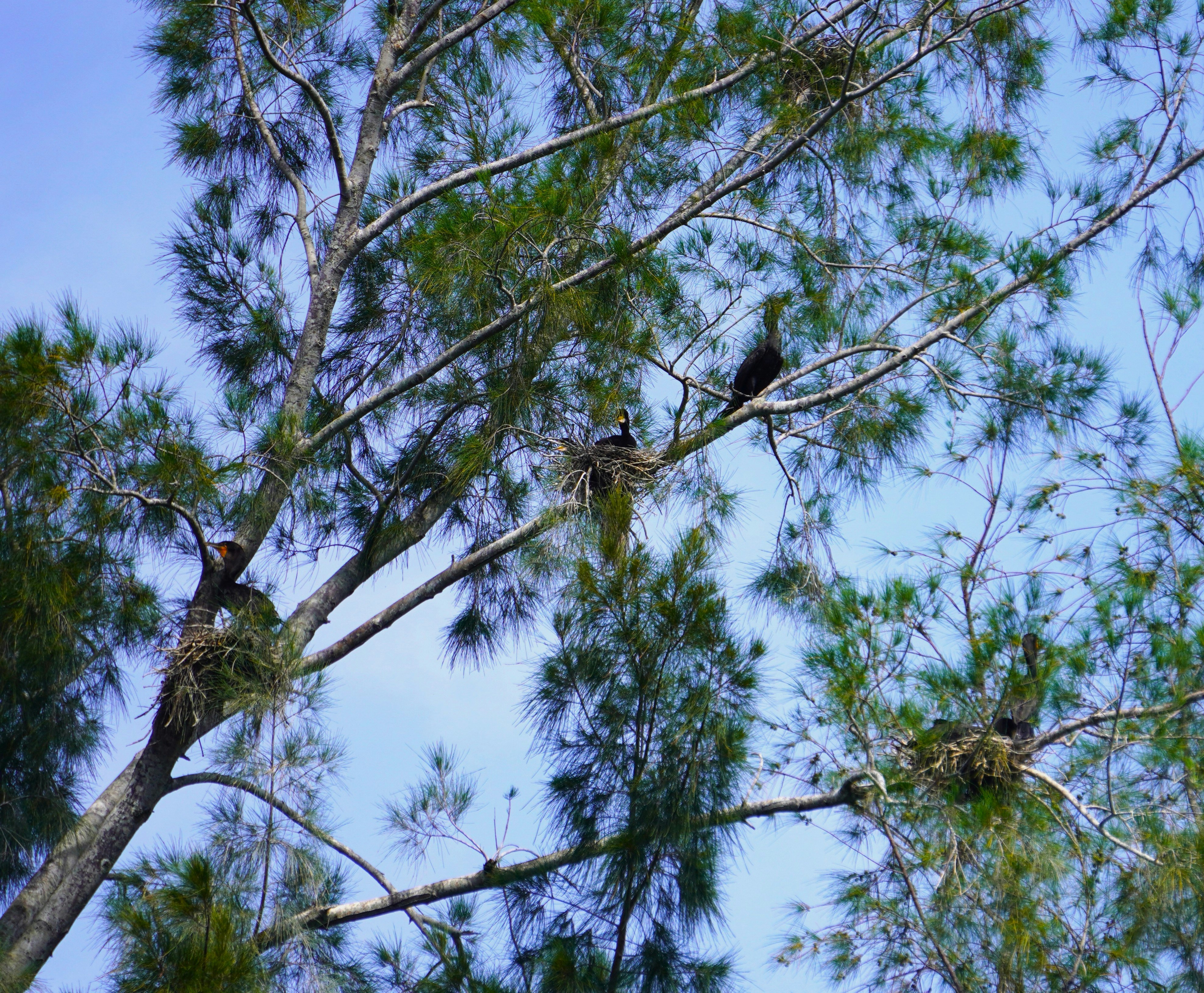 Nest in the Canopy: A Quiet Moment Above the Suburban Green