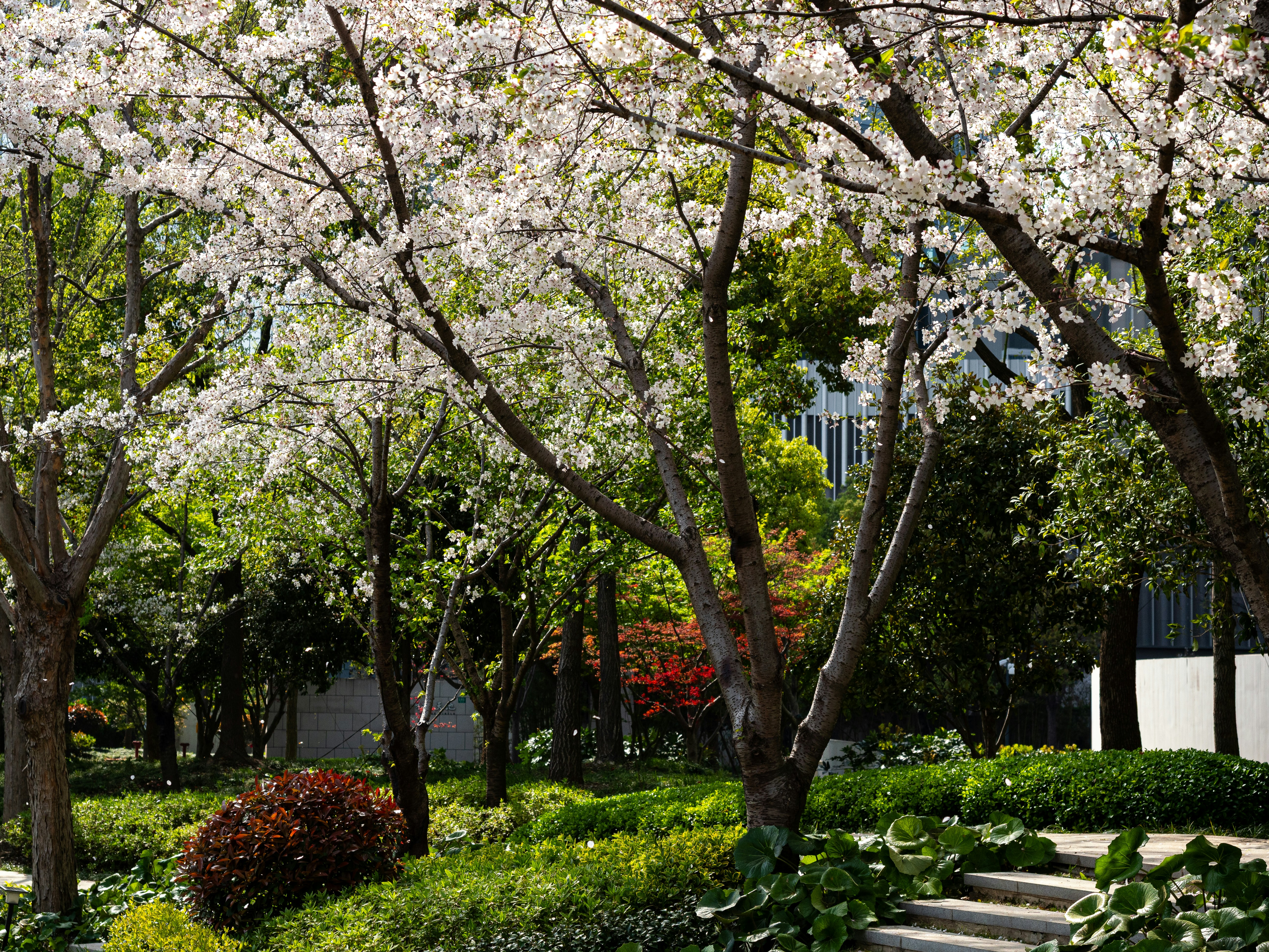 Blossoms Amid Urban Calm
