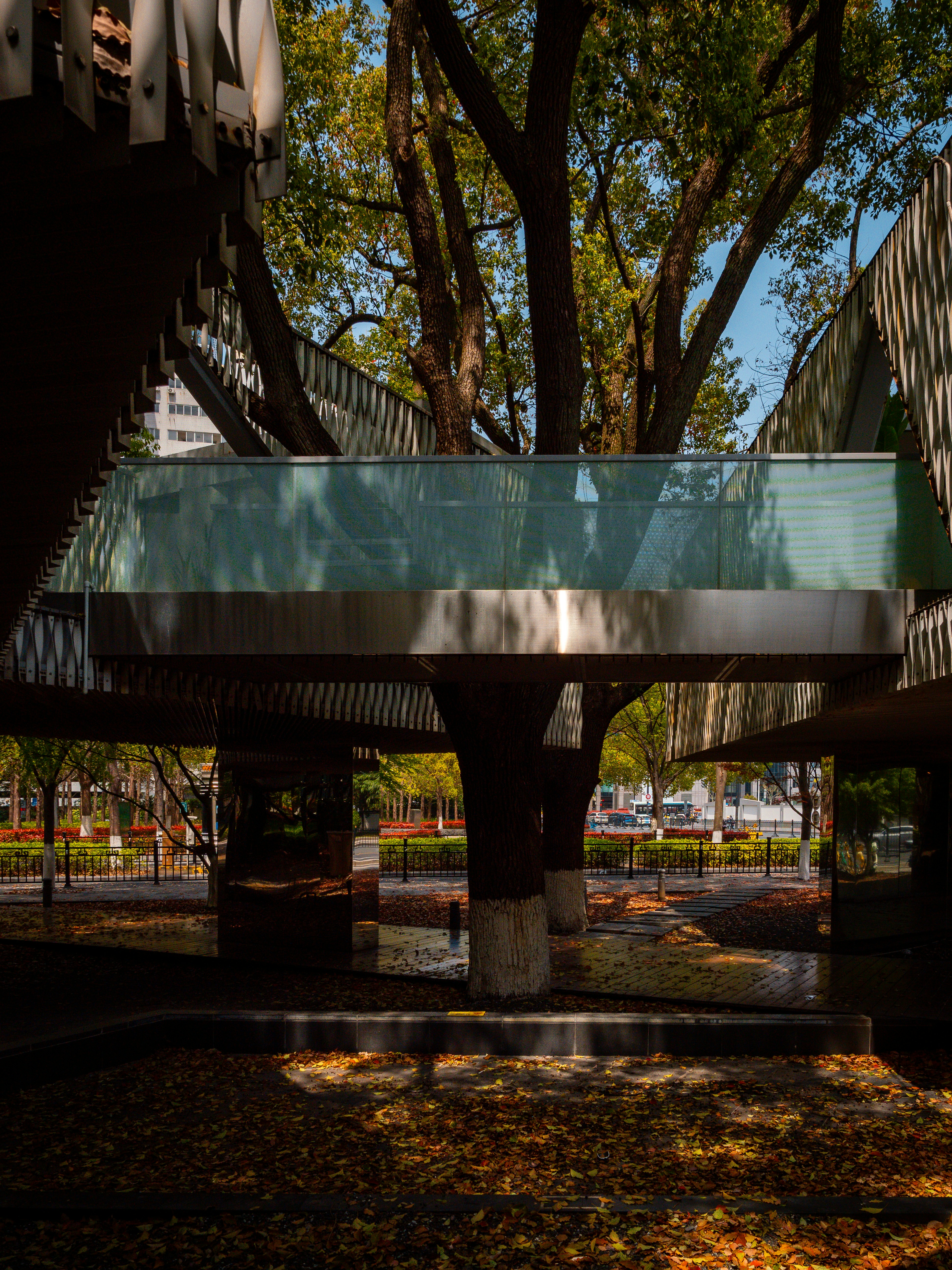 Shadowed Terrace: A Tree Framed Between Glass and steel