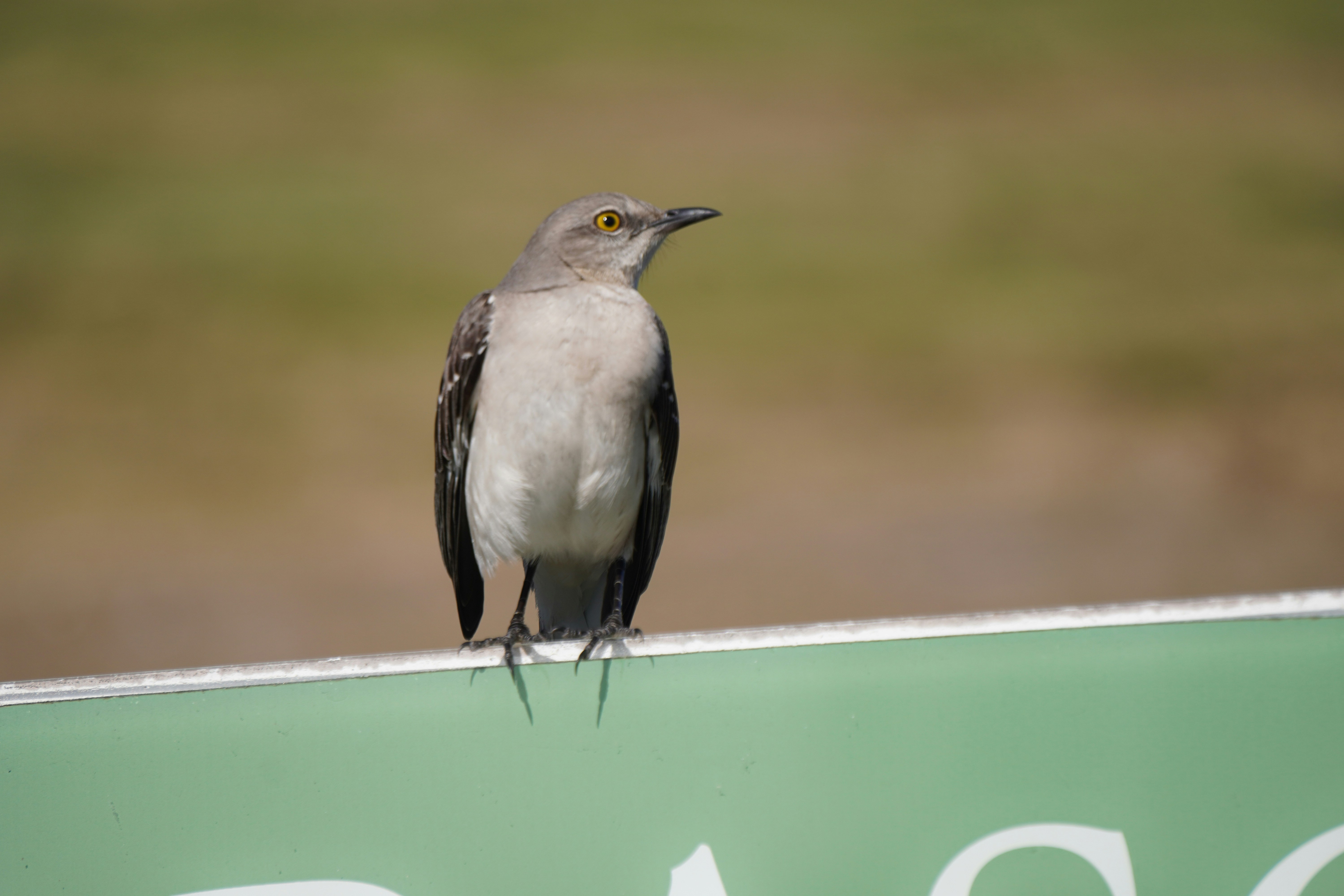 Perched in Profile: A Grey Bird Above a Green Banner