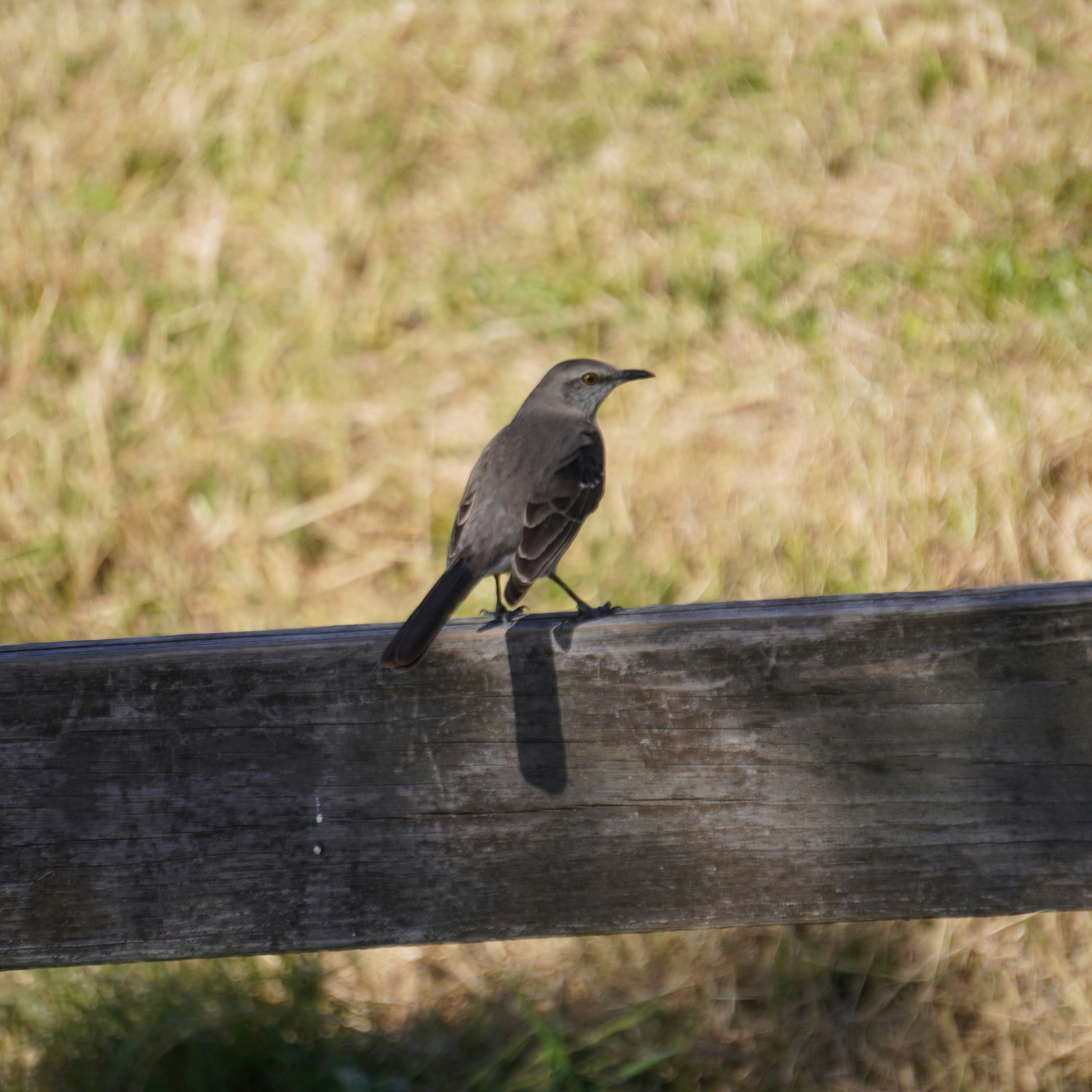 Single Grackle on a Weathered Rail at Dusk