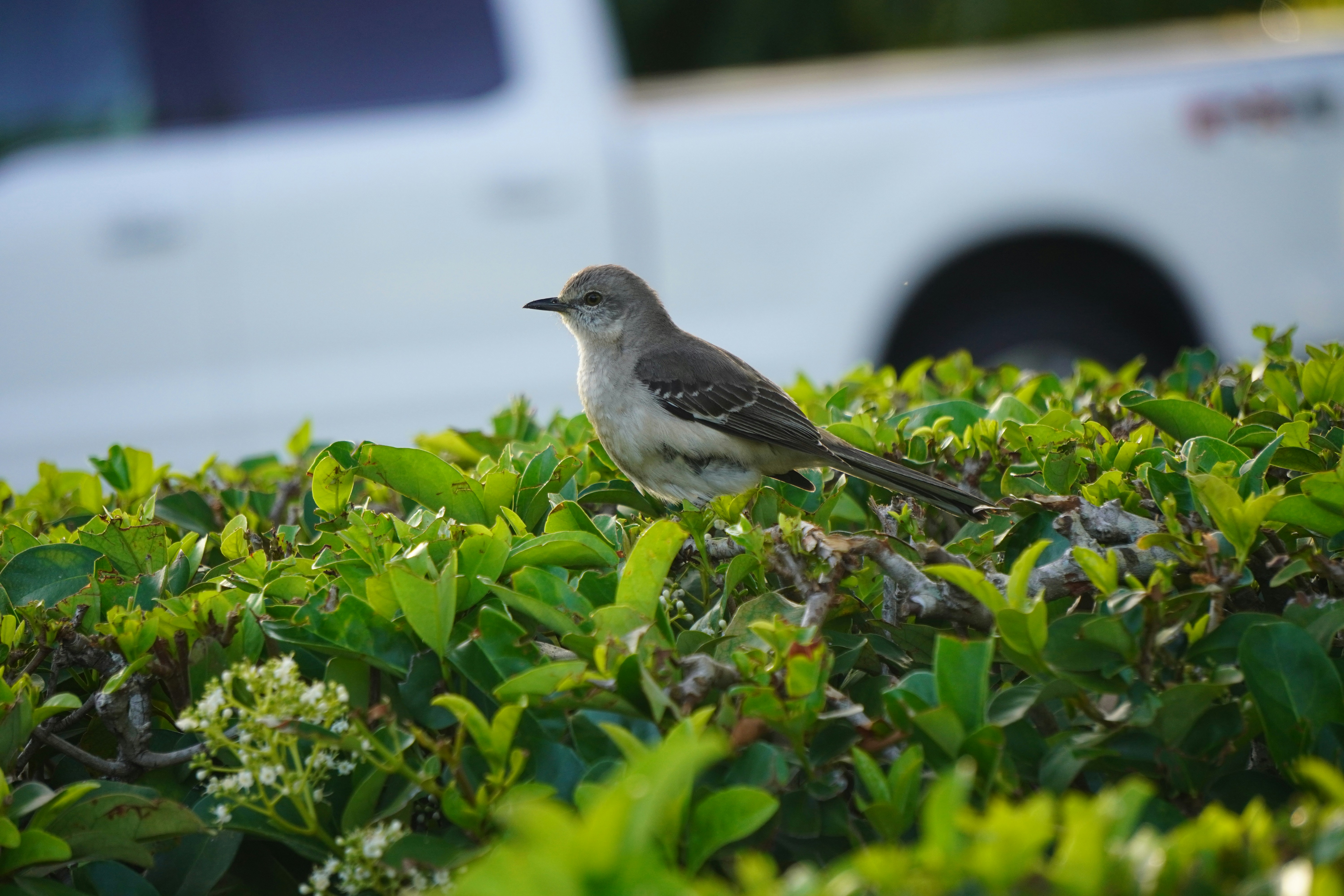 Grey Warbler on a Quiet Hedge with a Blur of a White Vehicle in the Background