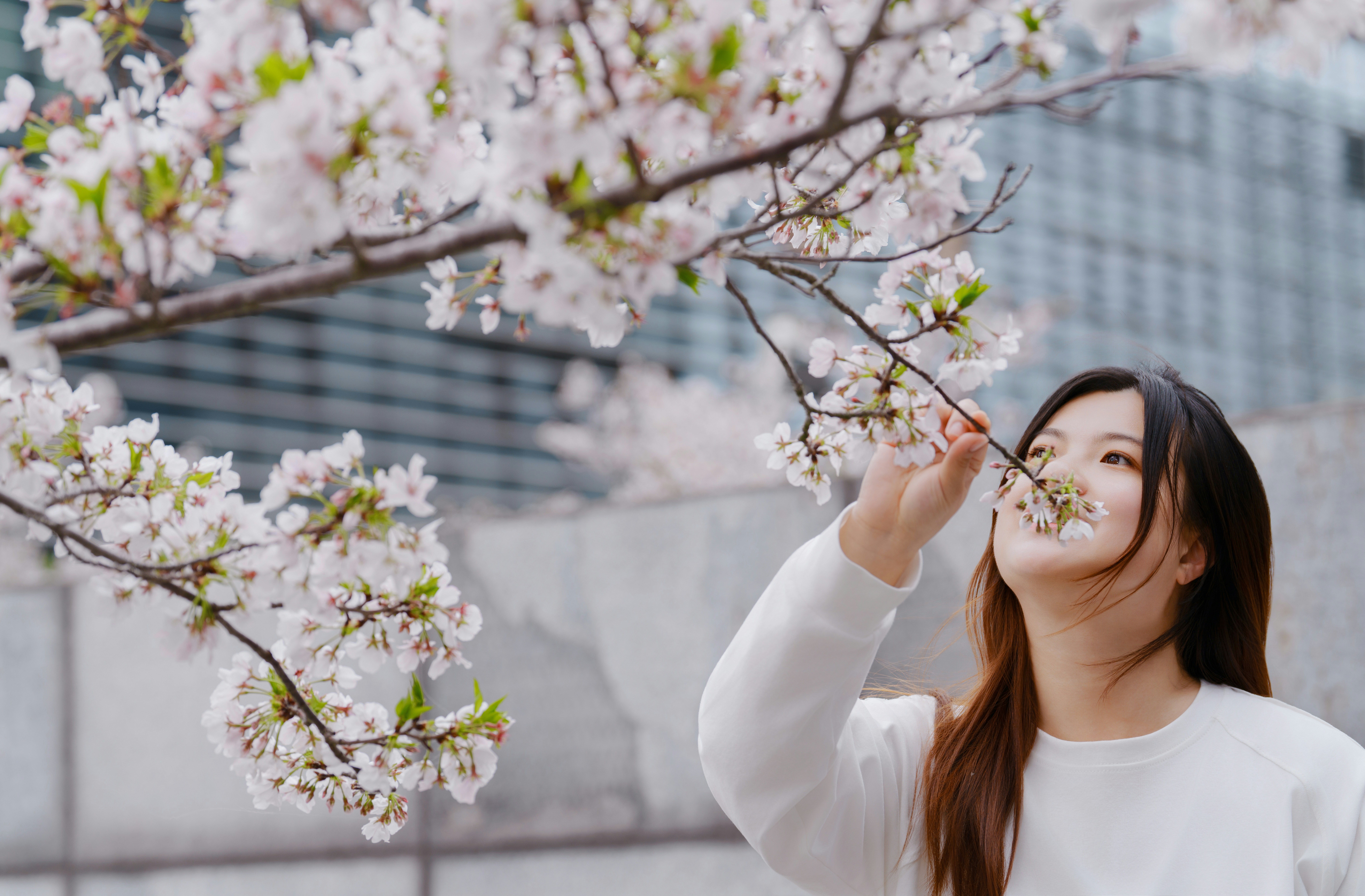Woman smelling cherry blossoms with a building behind