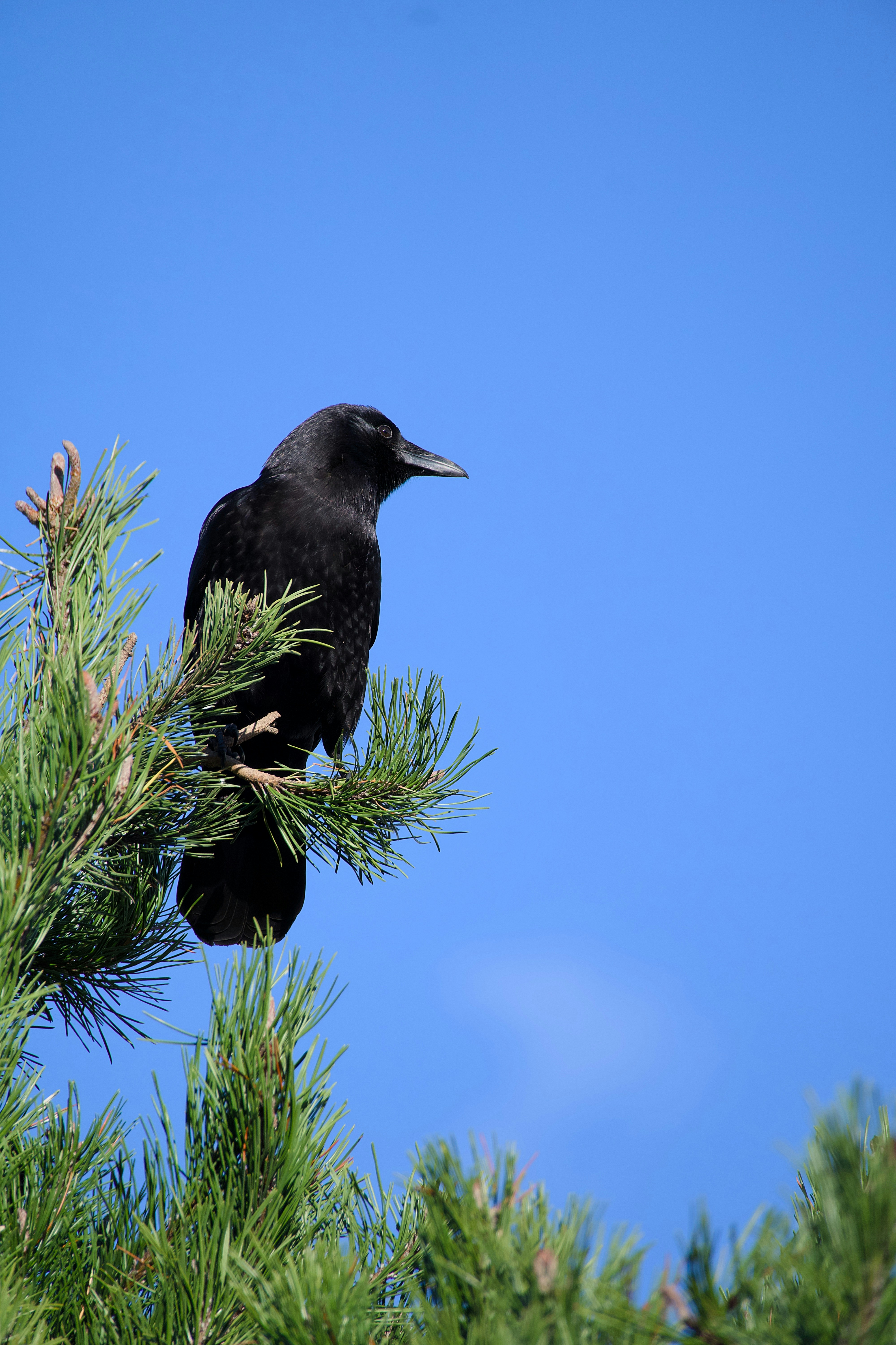 Mid-Raw Resilience: A Crow Silhouette Anchored by Pine Needles