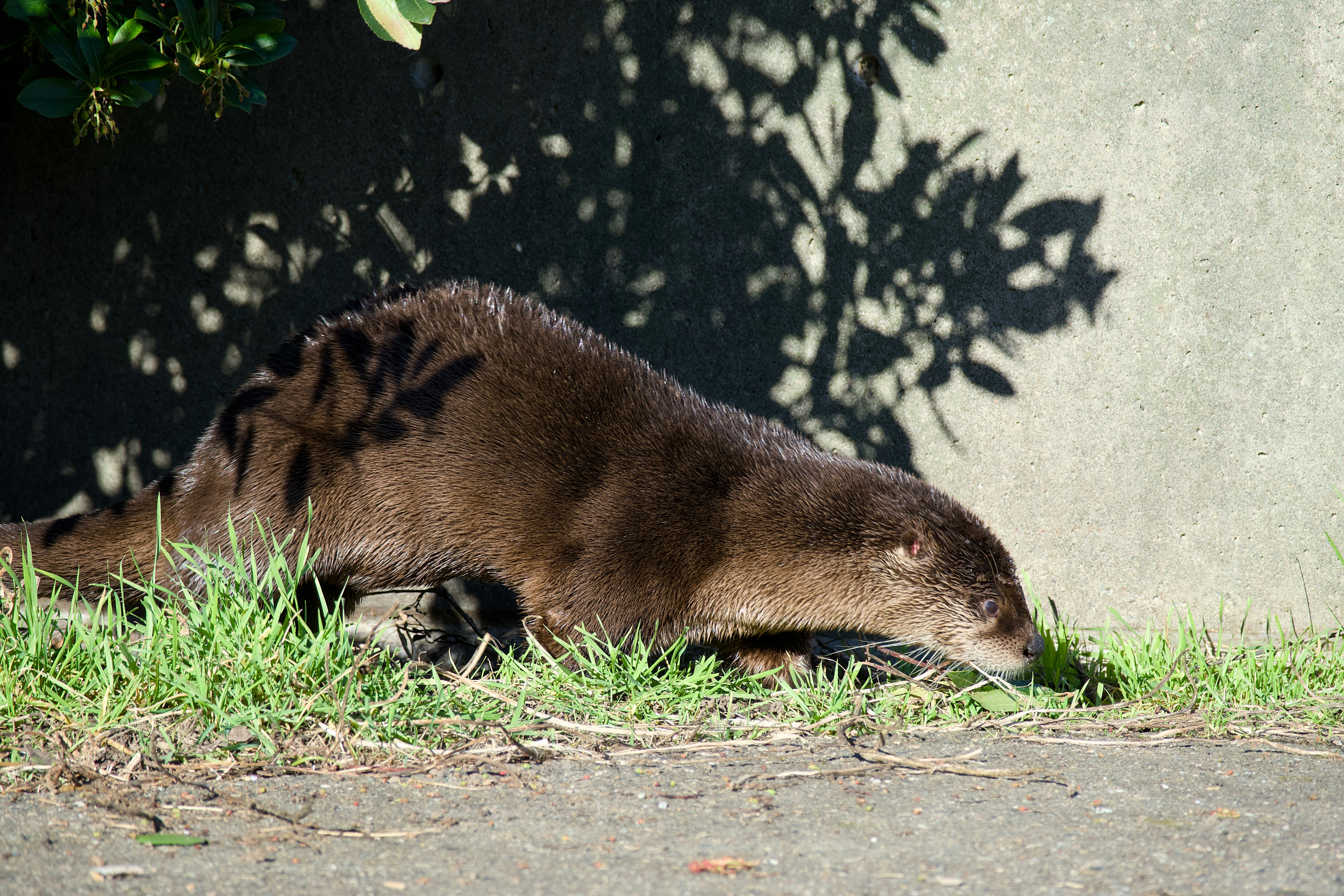 Low-profile Sunlit Groundhog on Grass and Concrete