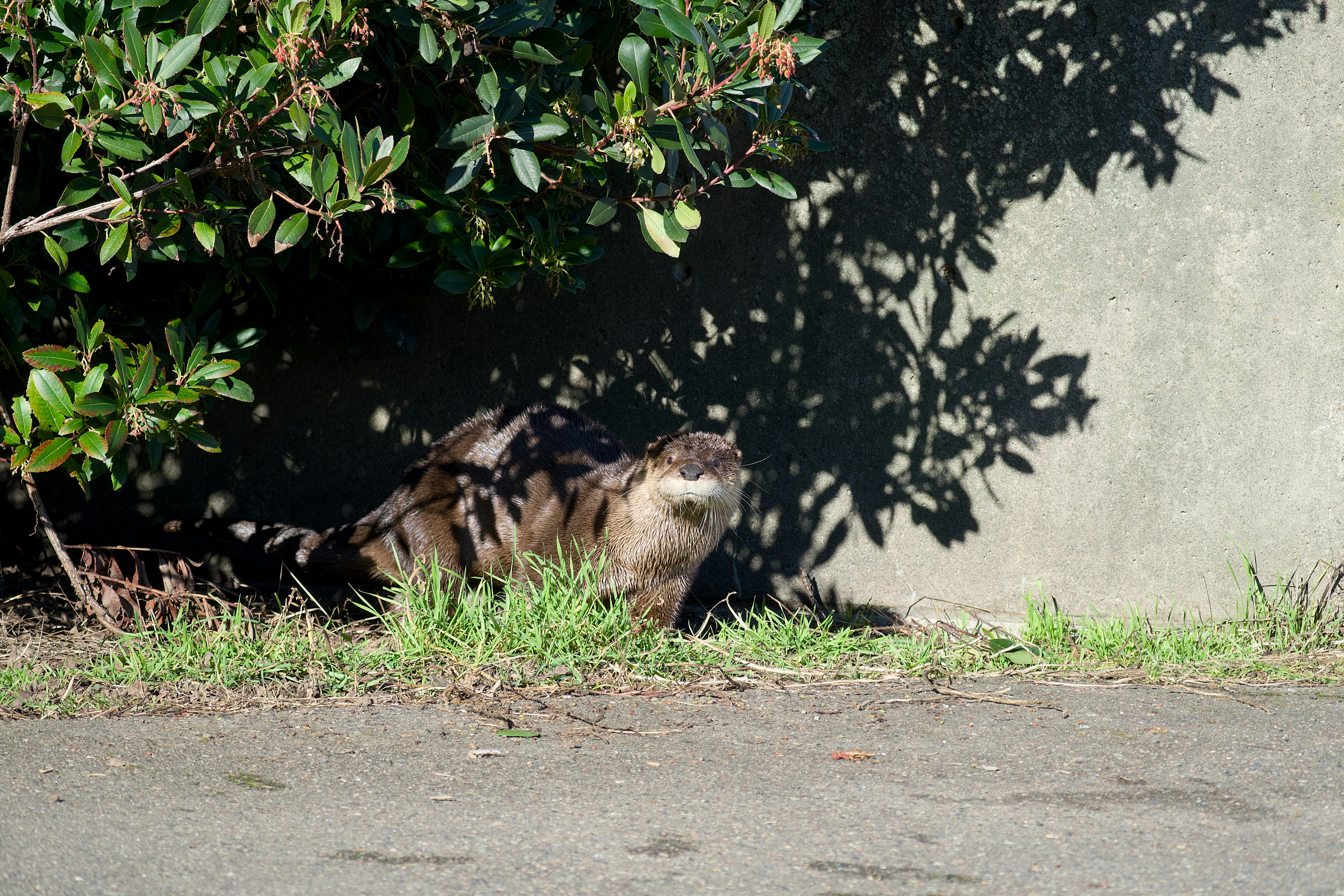 Grounded Stare: a small mammal peeks from the shade
