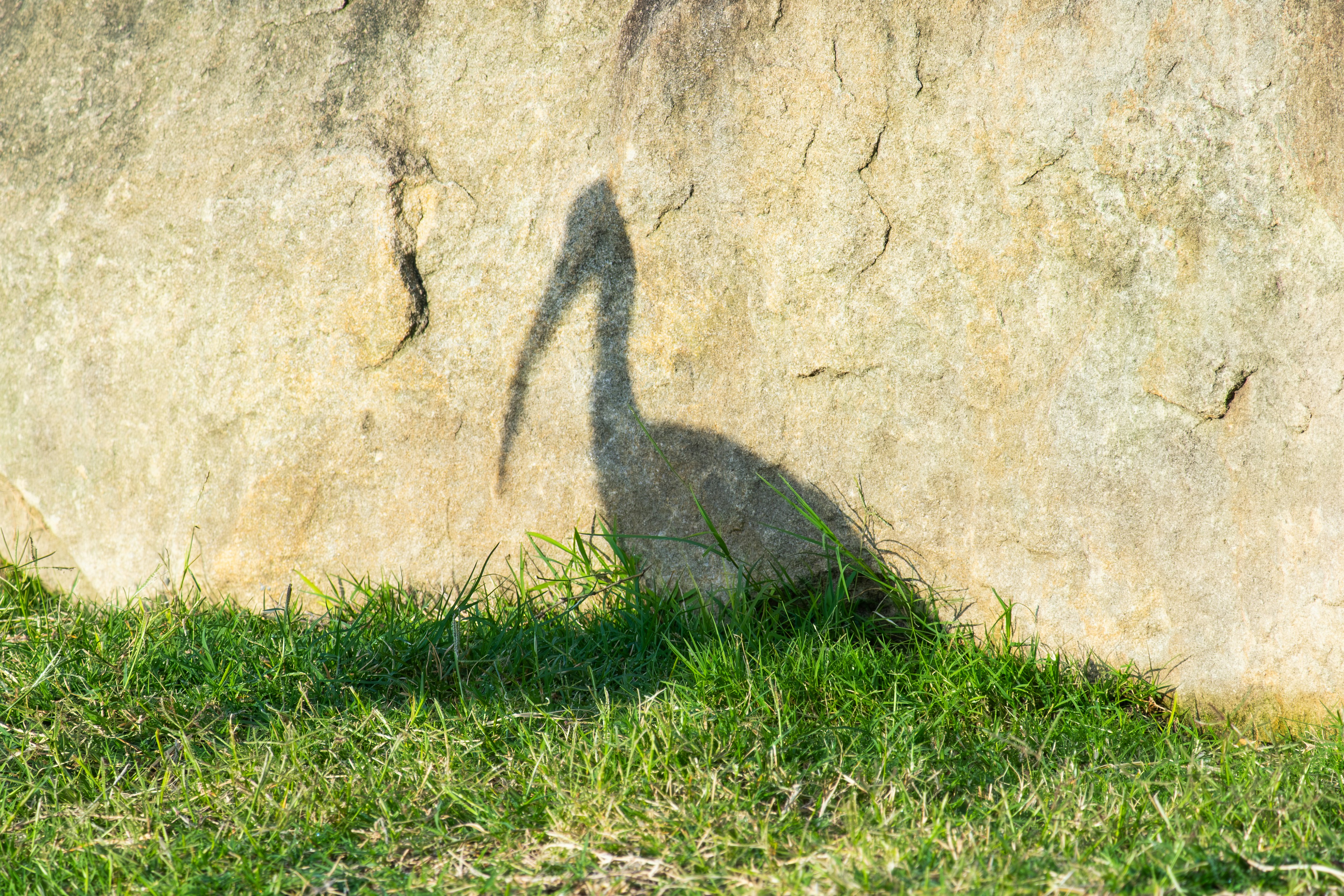Shadow Heron on a Concrete Wall