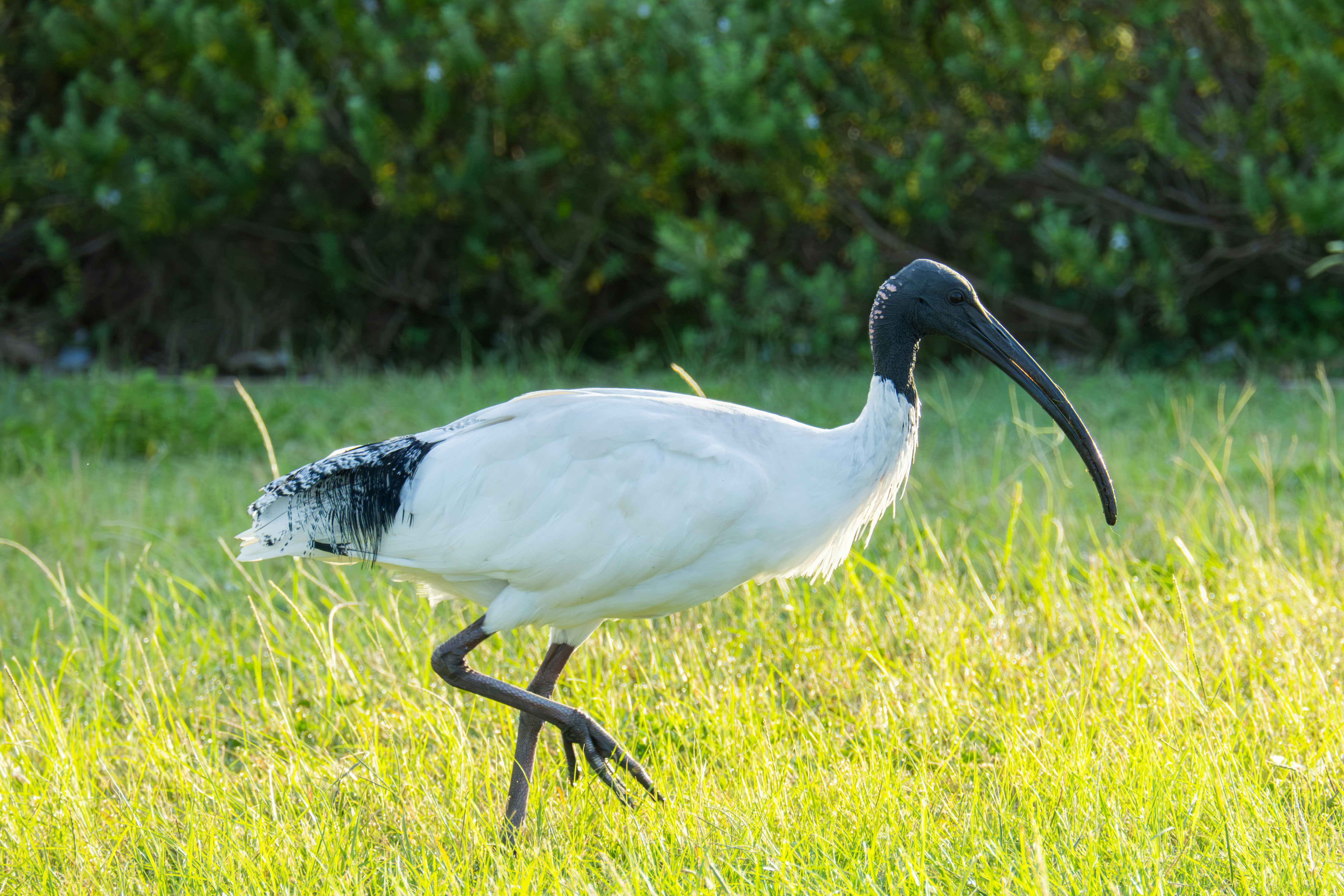 Long-legged Egret in Sunlit Field